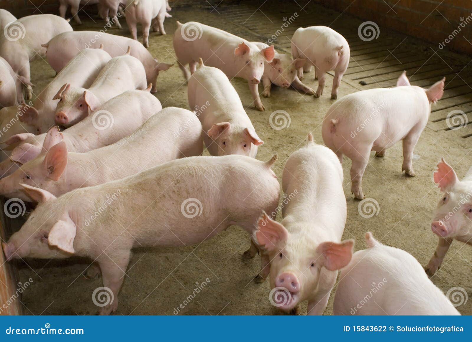 Porcs photo stock. Image du oreilles, viande, ferme, museau - 15843622