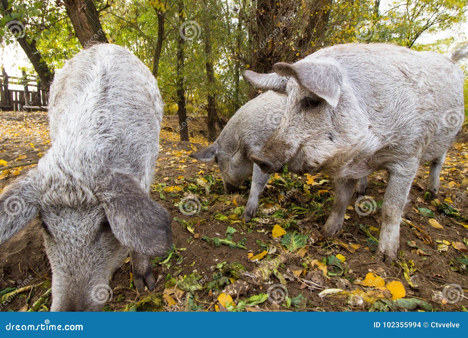Porcs Domestiques Mangeant Sur La Cour Photo stock - Image du cloche ...