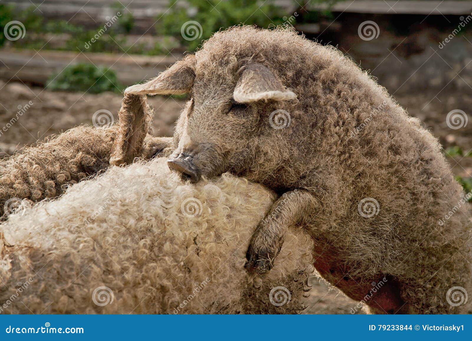 Porcs Pendant La Saison D'accouplement Photo stock - Image du porc ...