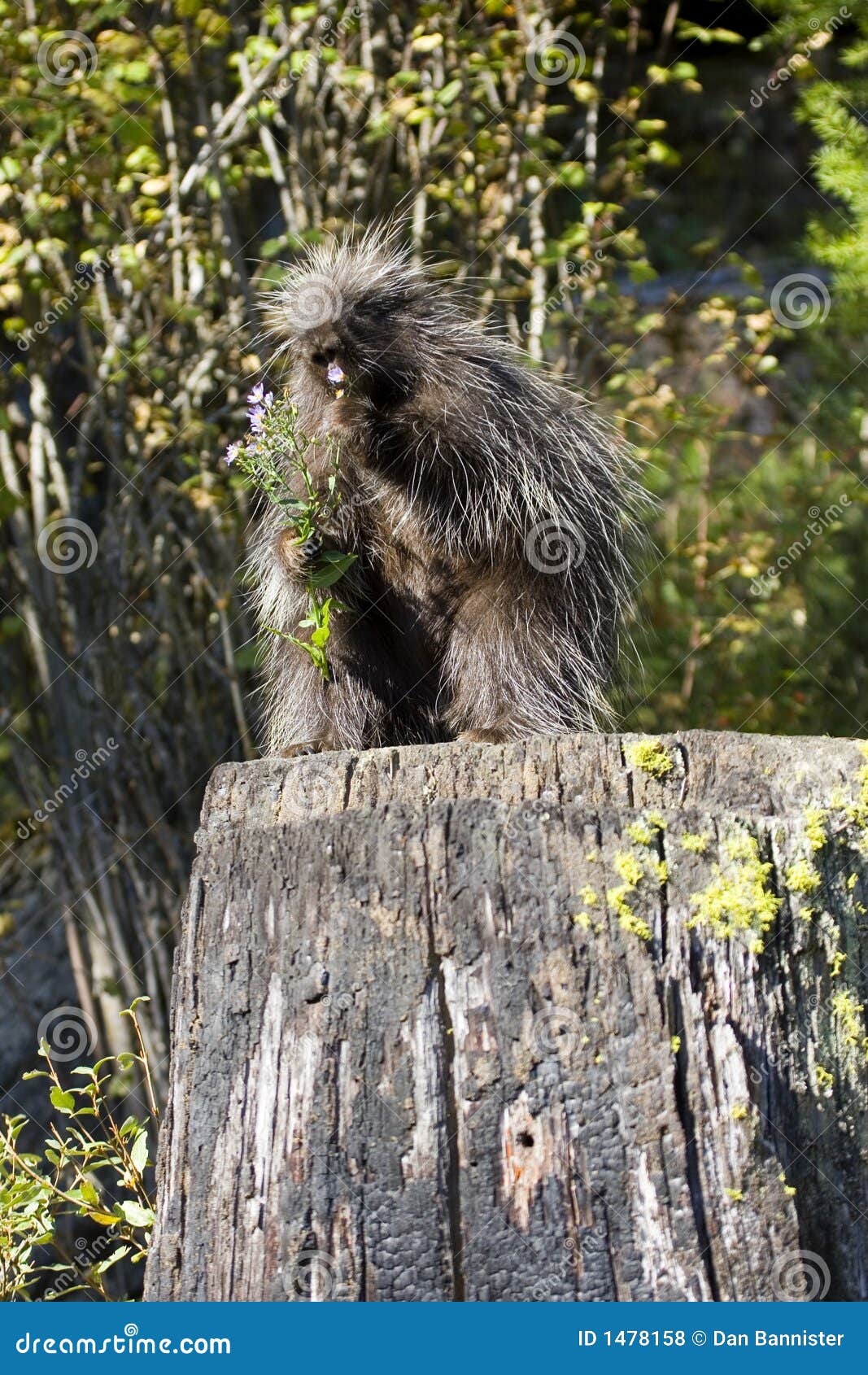 Porcupine stock photo. Image of paws, cute, forest, tree - 1478158