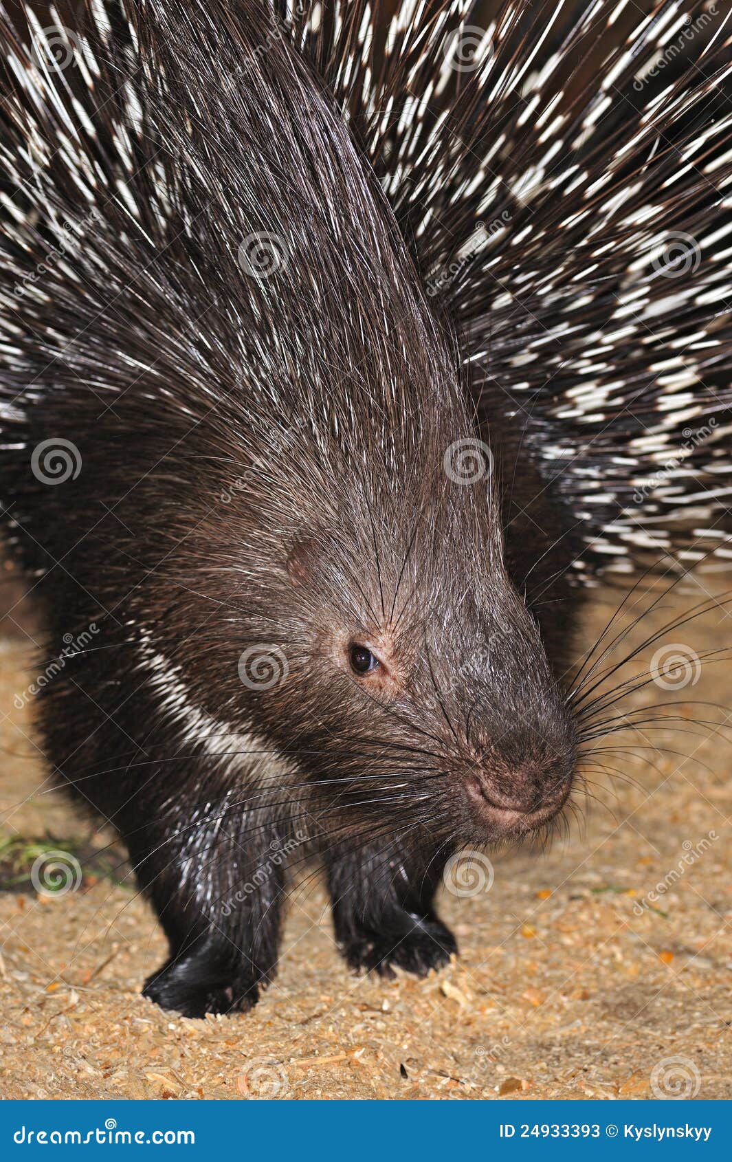 Porcupine stock image. Image of wildlife, animal, white - 24933393