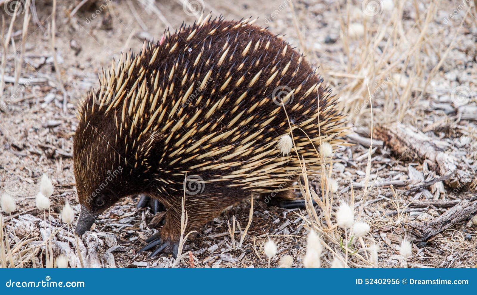 Porcupine foto de archivo. Imagen de insignificante, australia - 52402956