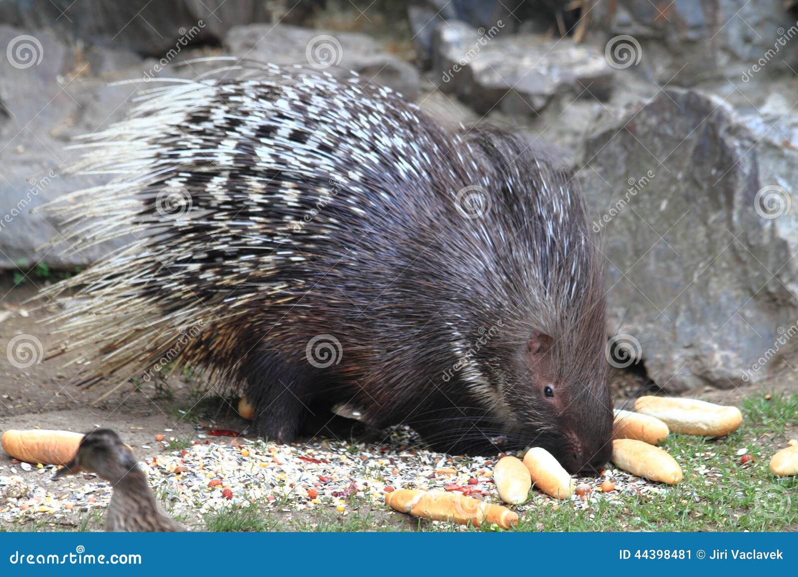 Porcupine animal stock image. Image of wildlife, prickly - 44398481