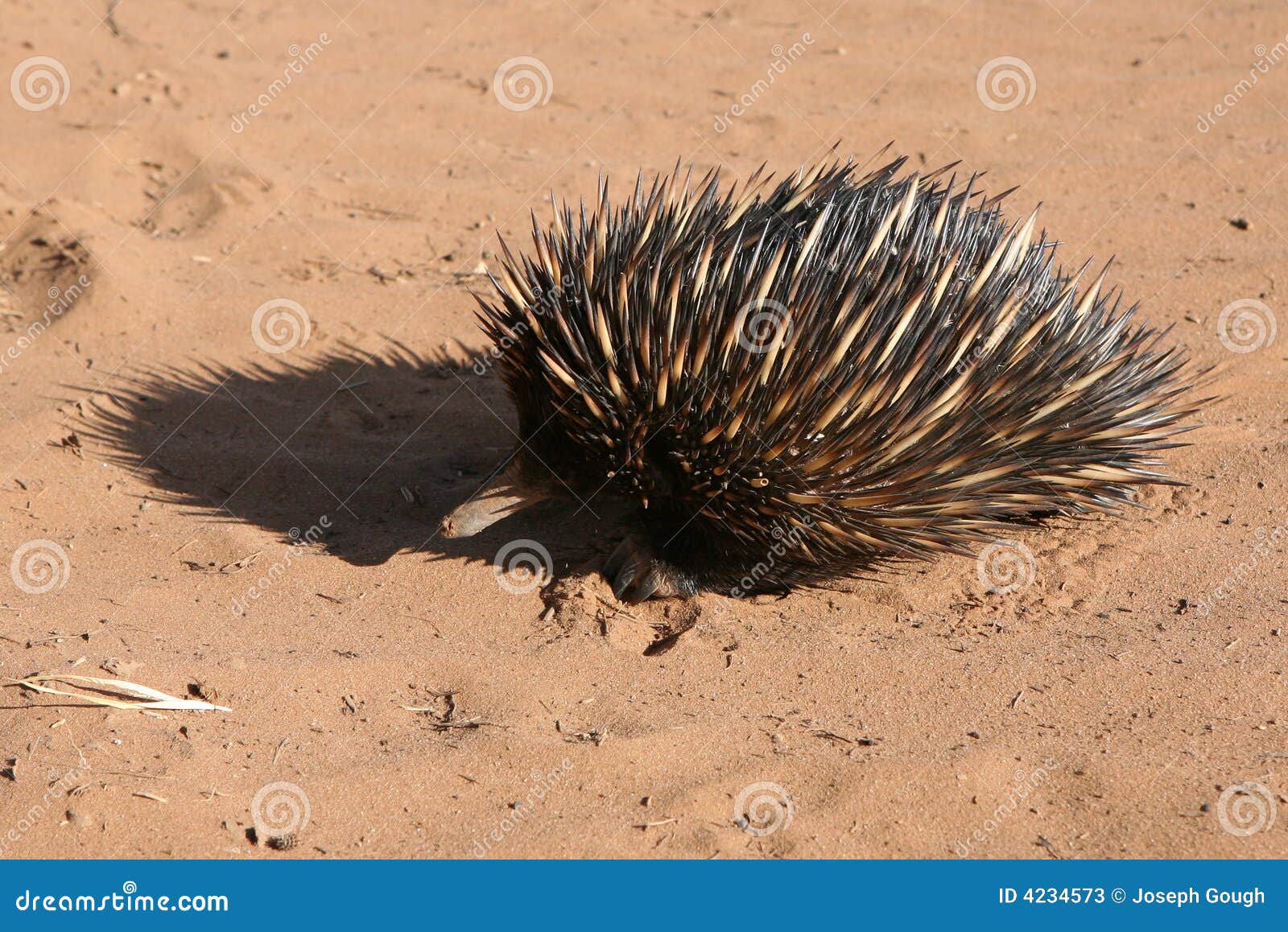 Porcupine, Australian stock image. Image of defensive - 4234573
