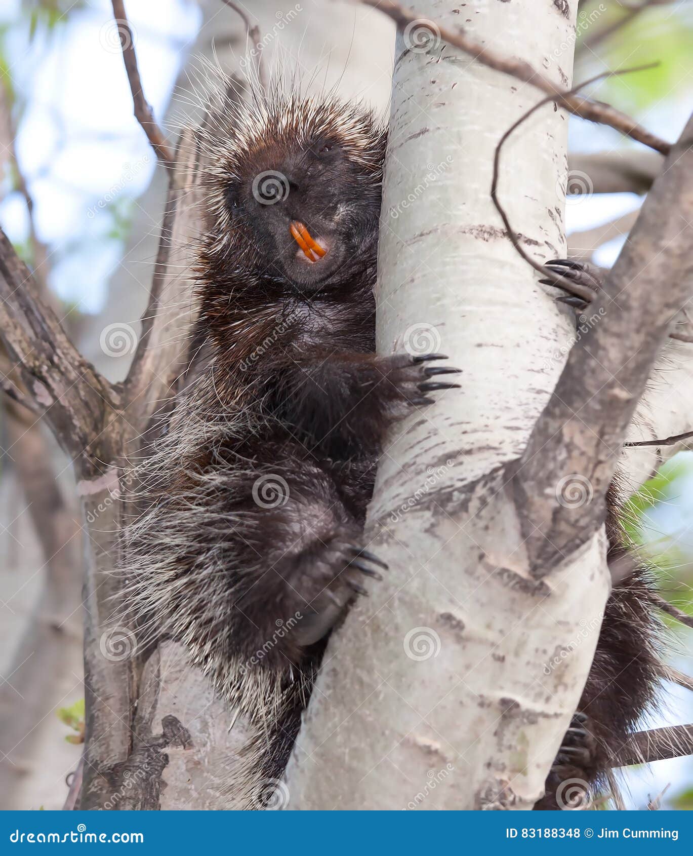 Porcupine Climbing a Tree in Spring Stock Photo - Image of ontario ...