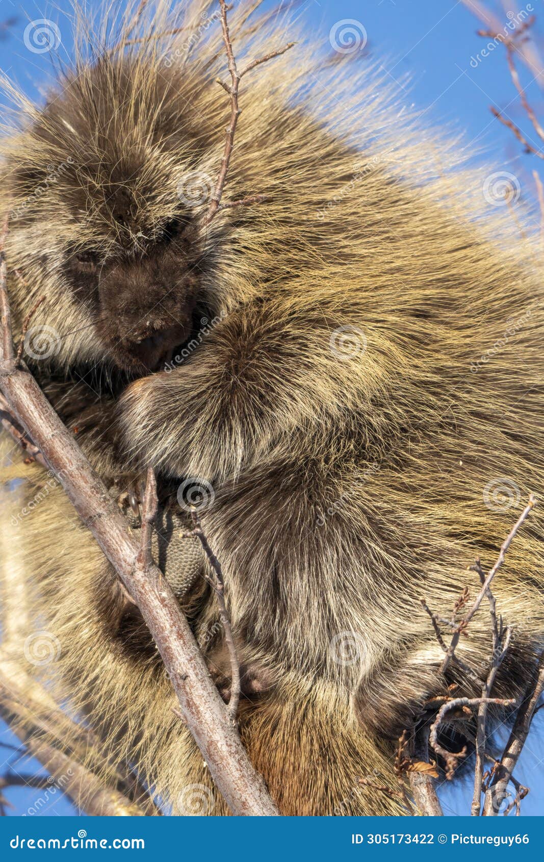 Porcupine Close Up stock photo. Image of nature, yellow - 305173422