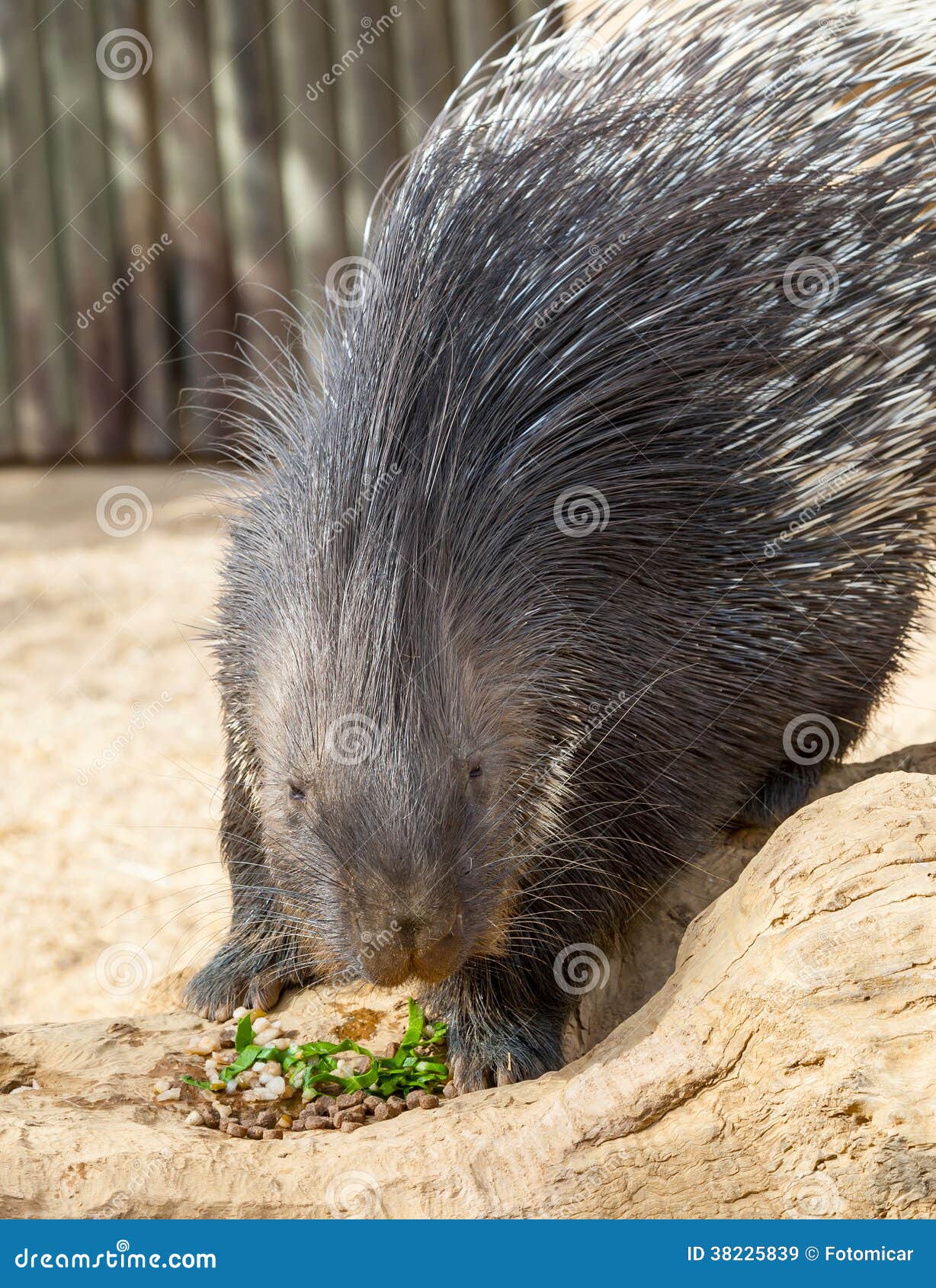 Porcupine Eating stock image. Image of quills, white - 38225839
