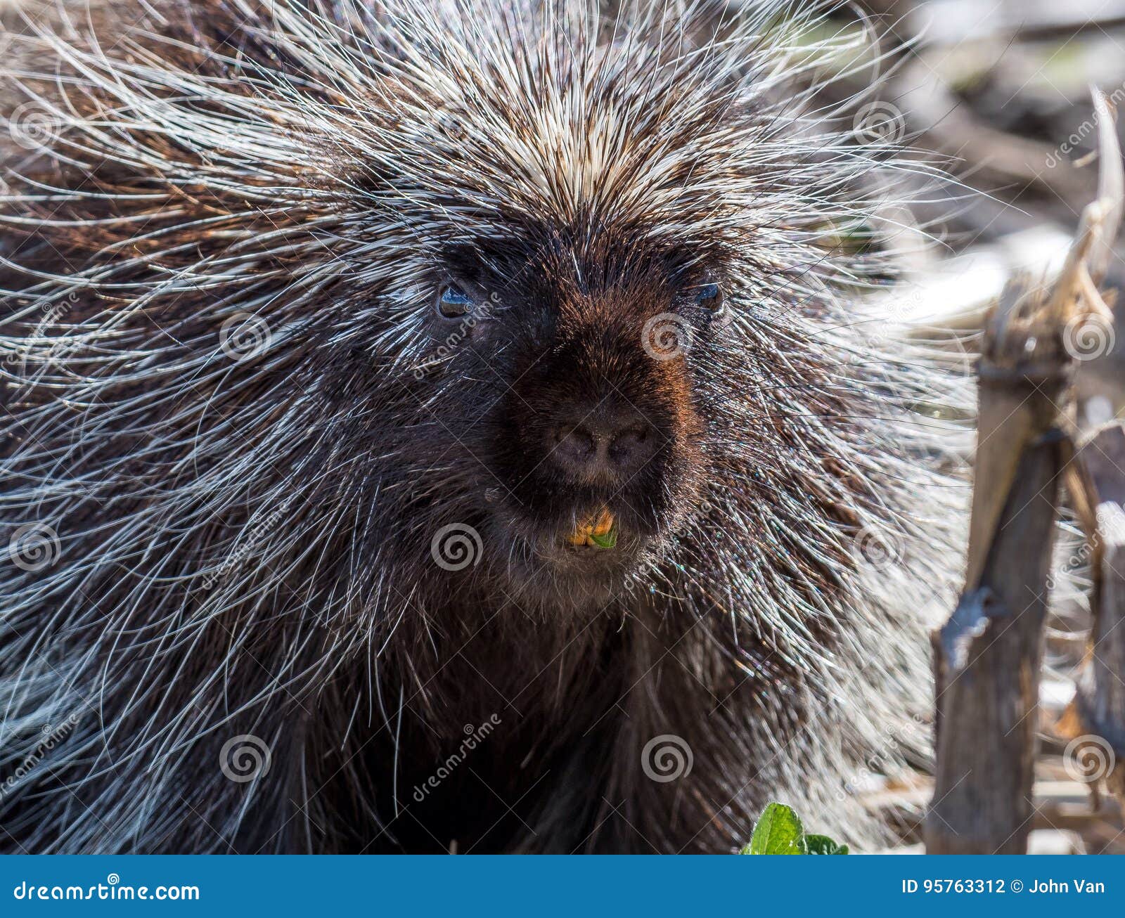 Porcupine stock photo. Image of porcupine, leaf, yellow - 95763312