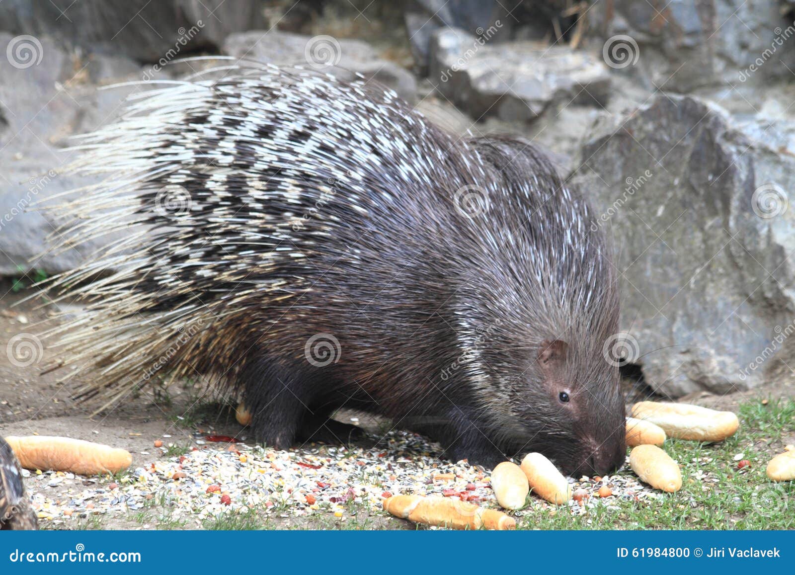 Porcupine is eating rolls stock photo. Image of porcupine - 61984800