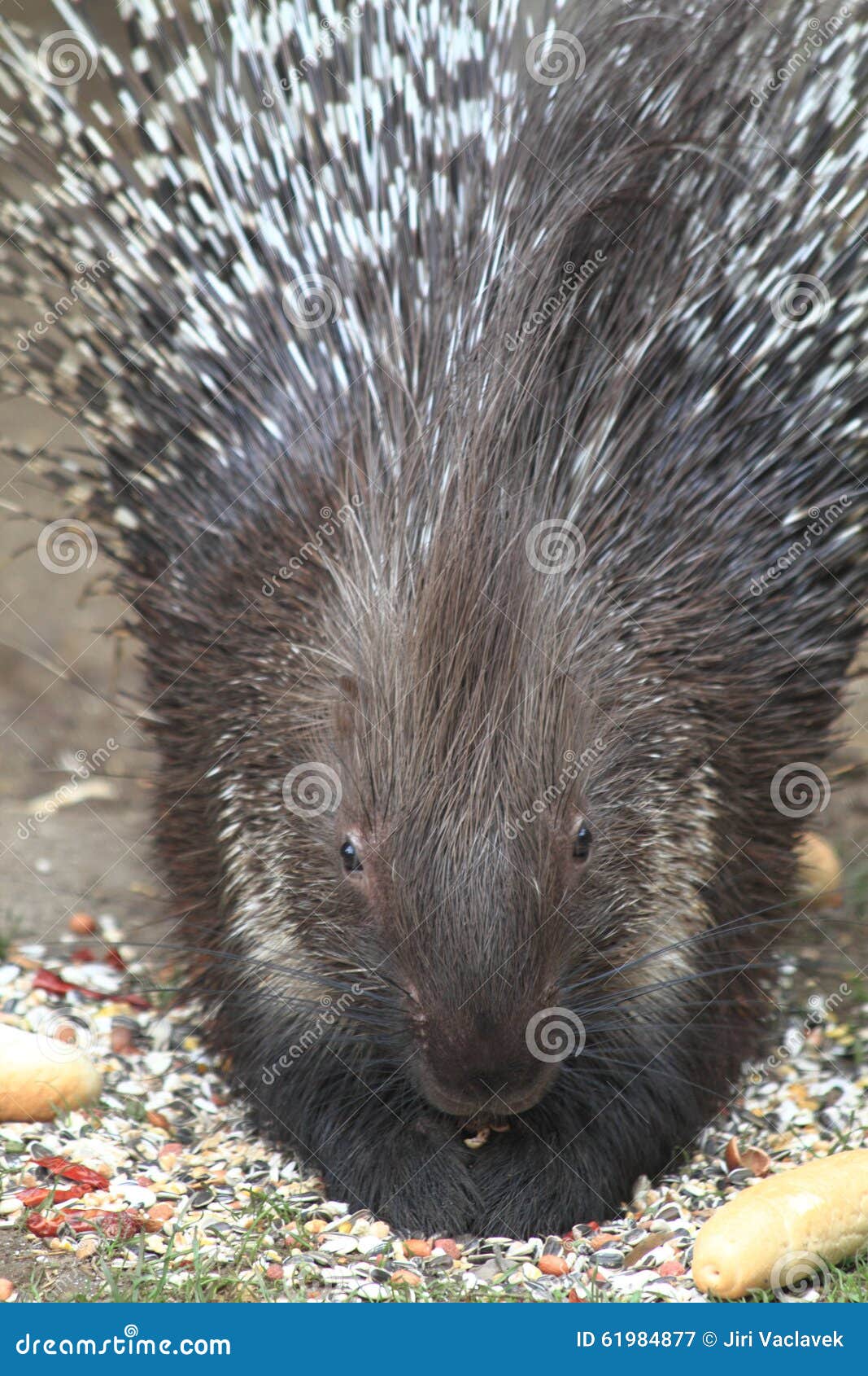 Porcupine is eating rolls stock image. Image of snout - 61984877