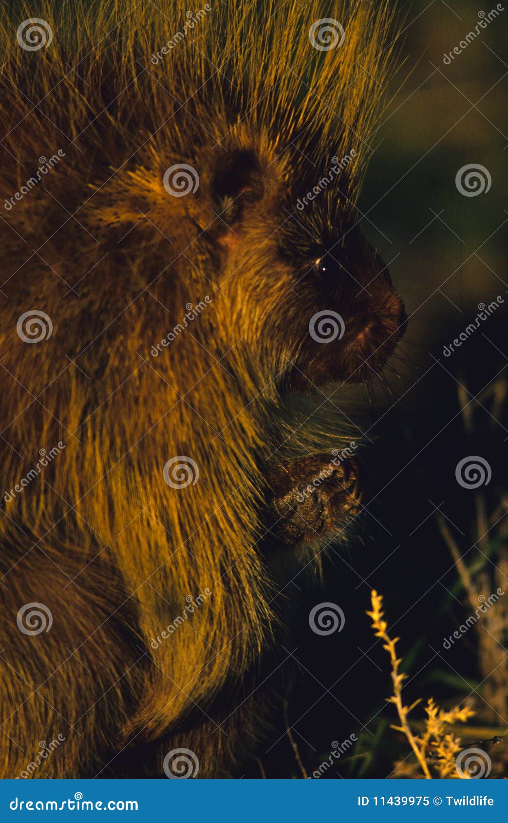 Porcupine Face Portrait stock image. Image of outdoors - 11439975