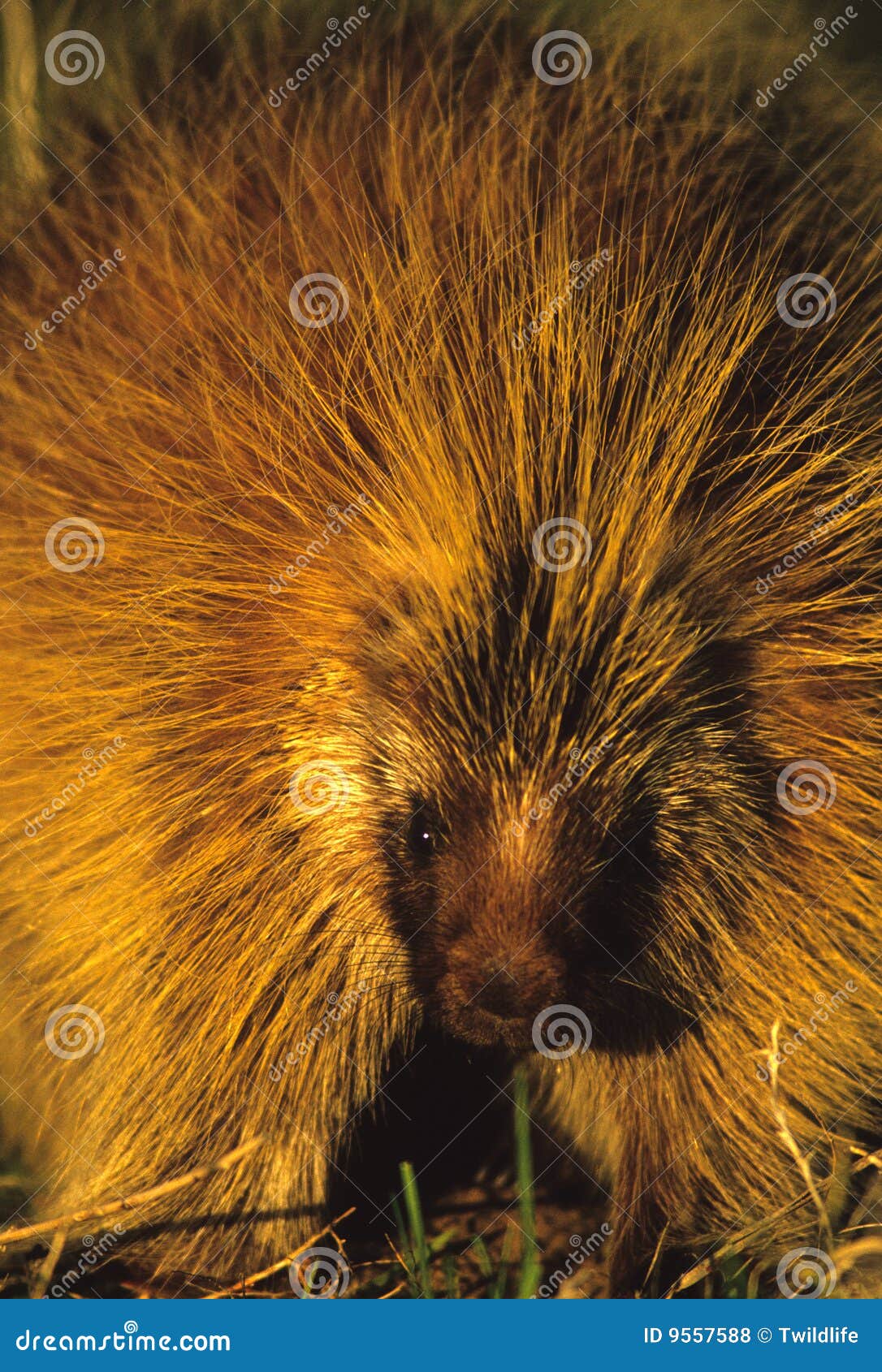 Porcupine Face Portrait stock photo. Image of quill, mammal - 9557588