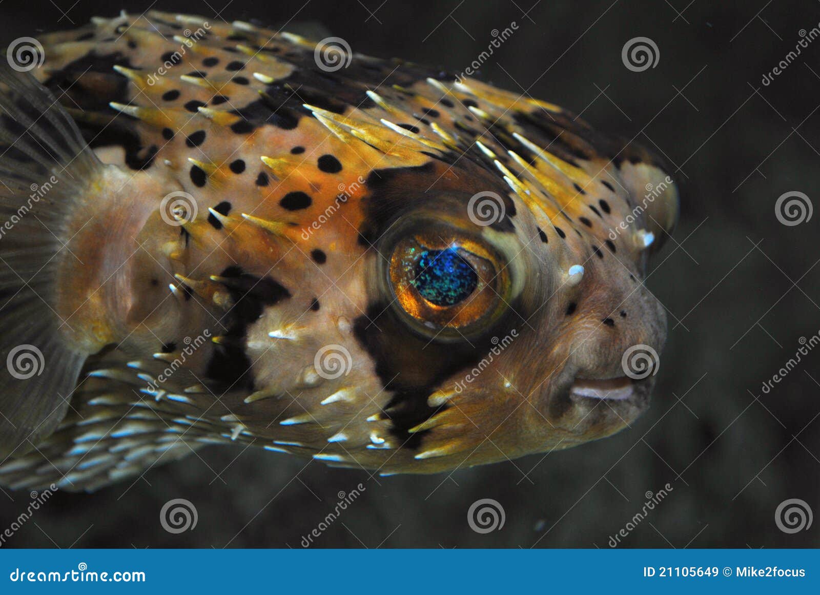 Spiny Boxfish With Spikey Spines Sticking Straight Out Royalty-Free Stock Photography ...