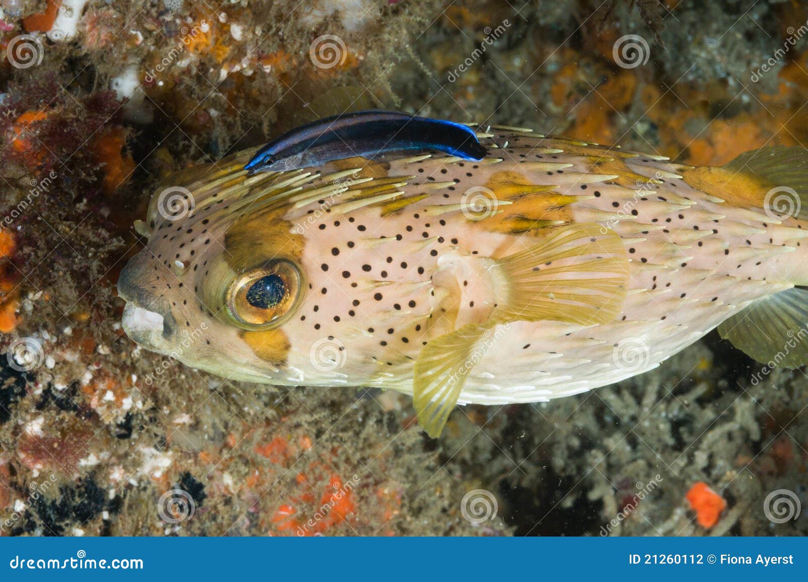 Porcupine fish stock photo. Image of diodonliturosus - 21260112