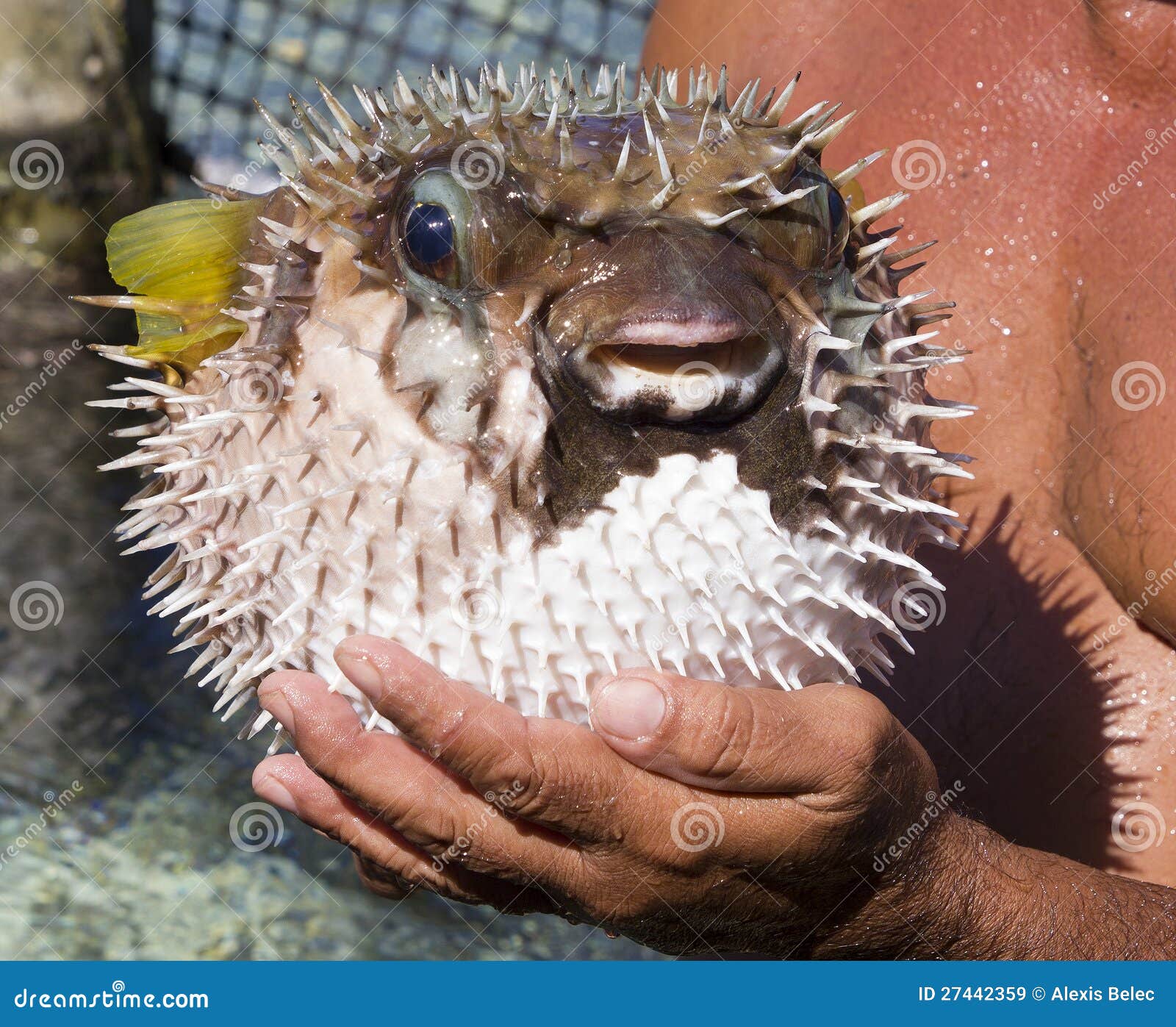 Porcupine fish stock image. Image of mouth, holding, marine - 27442359