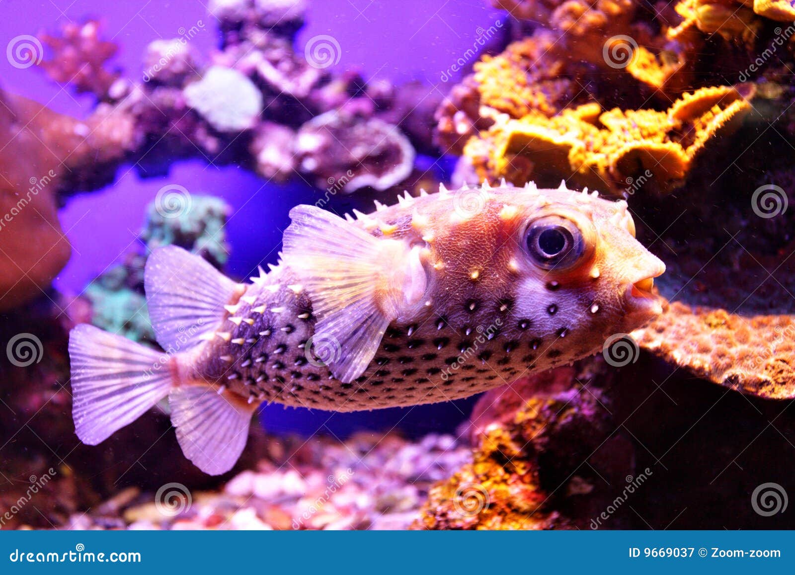 Porcupine fish stock image. Image of background, colony - 9669037