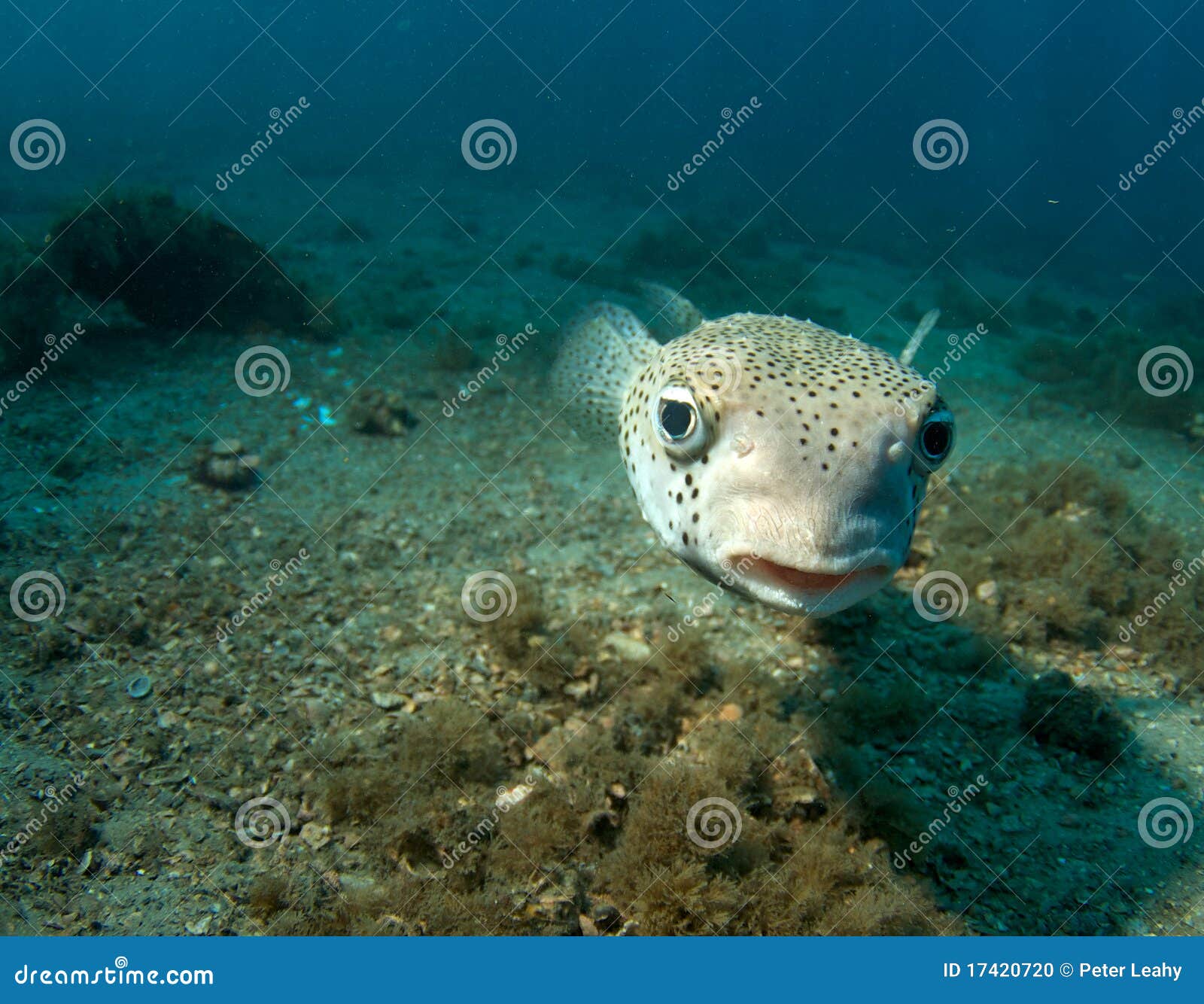 Porcupine Fish-Diodon Hystix Stock Photo - Image of swim, reef: 17420720
