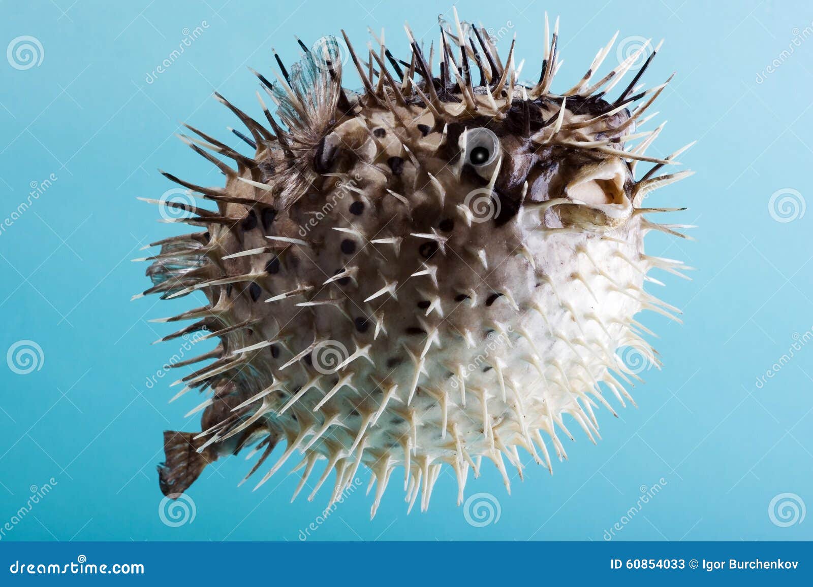 Porcupine fish stock image. Image of model, water, watery - 60854033