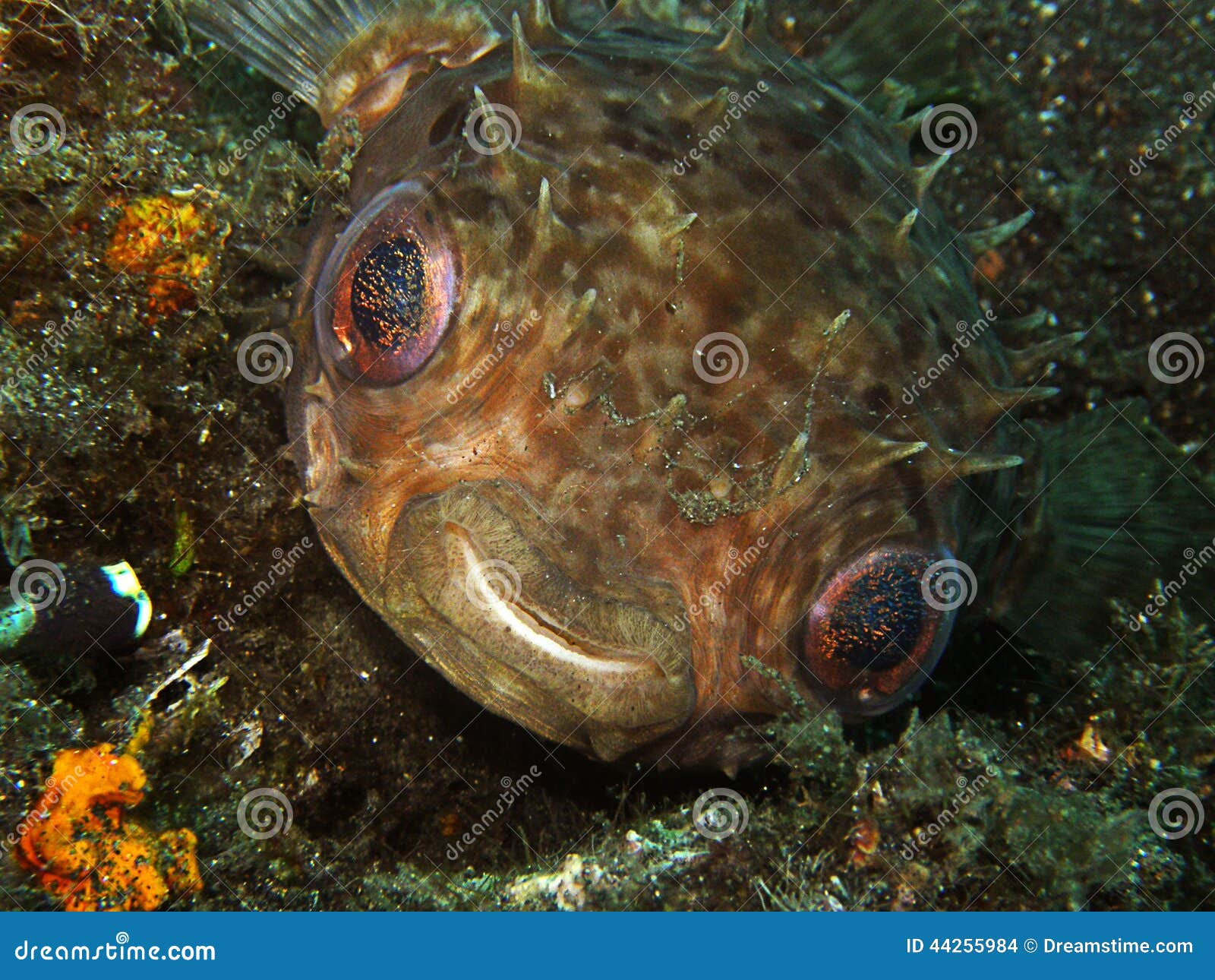 Porcupine Fish Saying Hello Stock Photo - Image of funny, marine: 44255984