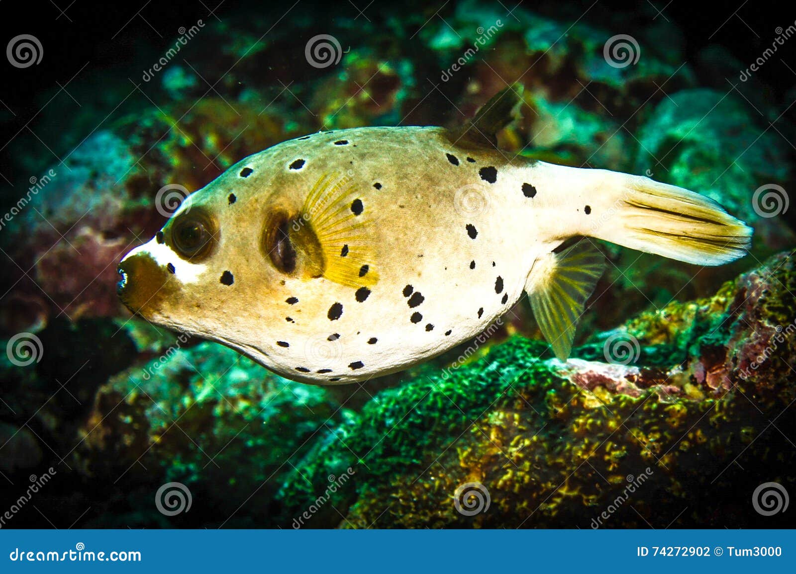 Porcupine fish stock photo. Image of marine, porcupine - 74272902