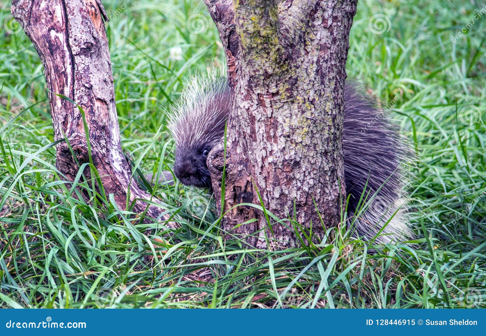 Porcupine Hiding Behind a Tree Stock Image - Image of perched, hides ...