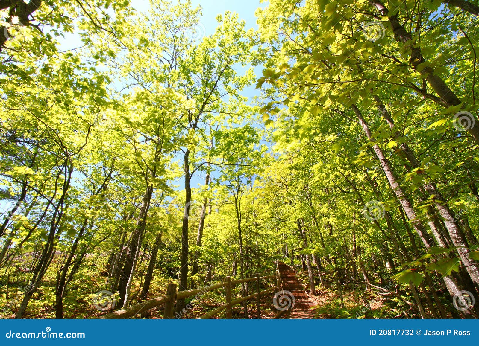 Porcupine Mountains Escarpment Trail Stock Photo - Image of spring ...