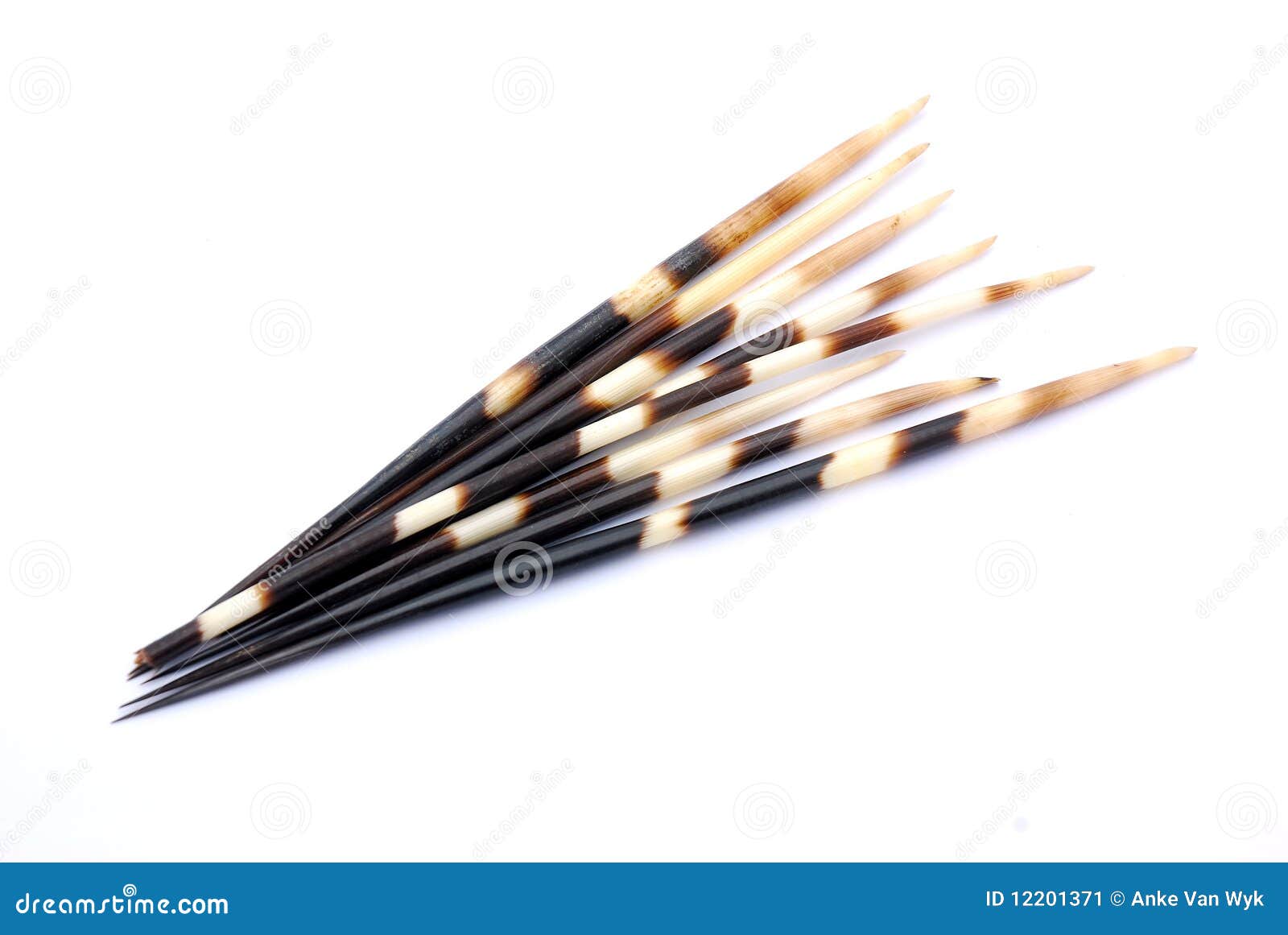 Porcupine quills stock image. Image of africa, quill - 12201371