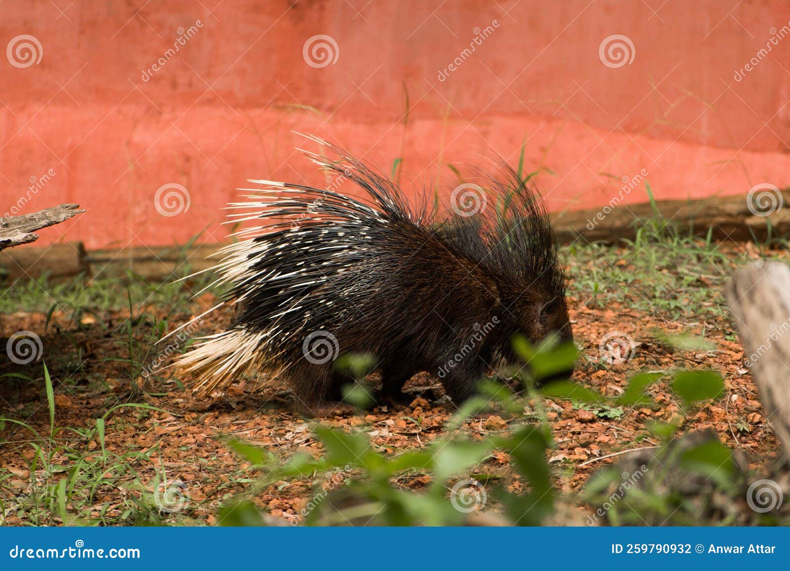 Porcupine Seen in the Park, India. Stock Photo - Image of indian, india ...