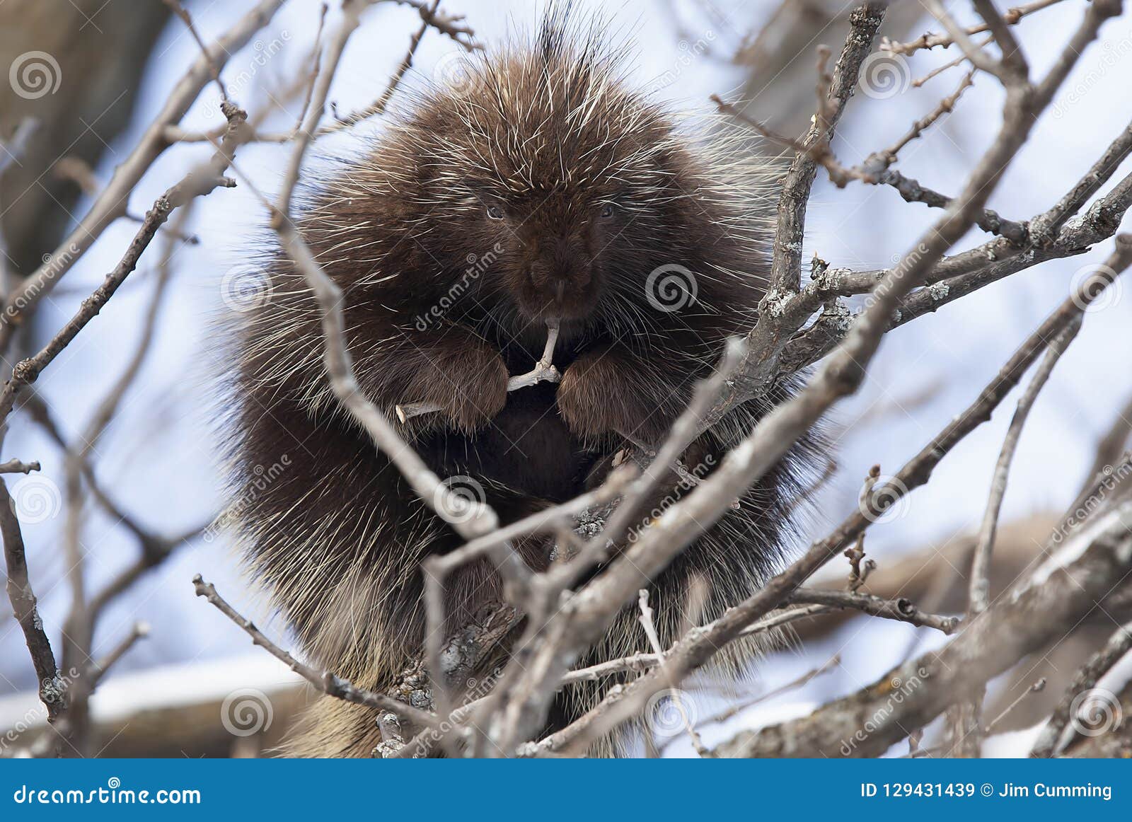 A Porcupine Sitting in a Tree Eating Twigs in Spring in Canada Stock ...