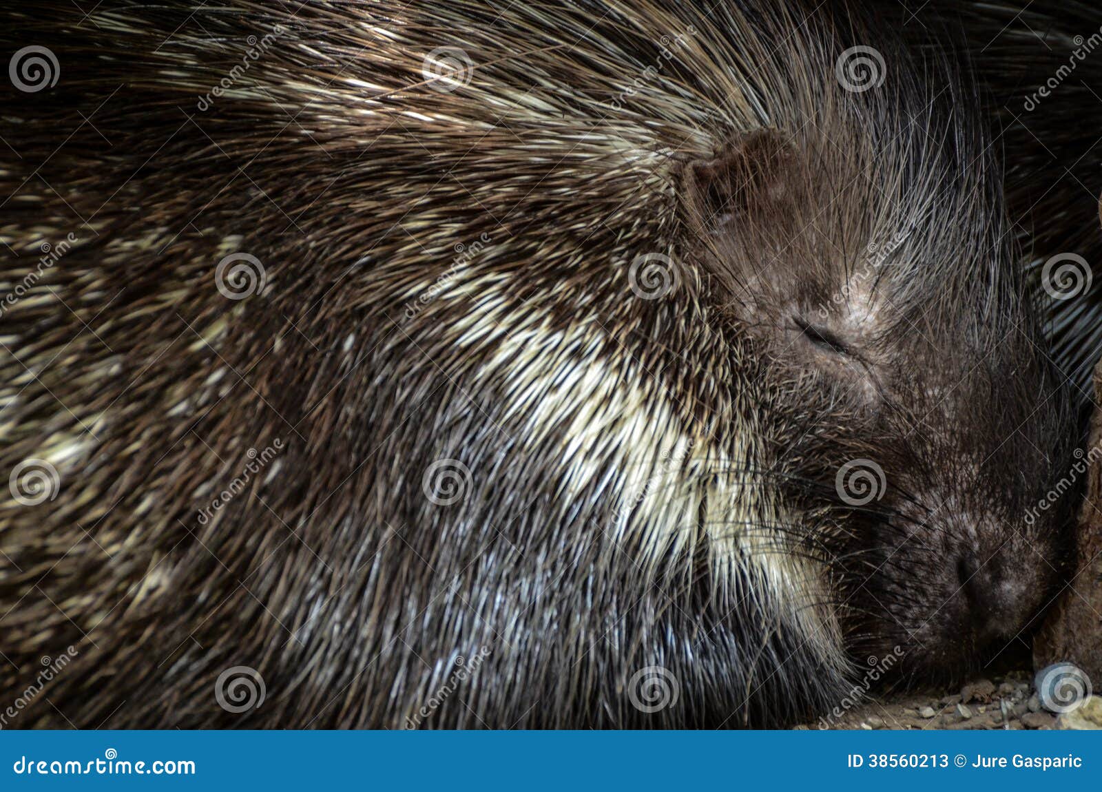Porcupine stock image. Image of spikes, wild, rodent - 38560213