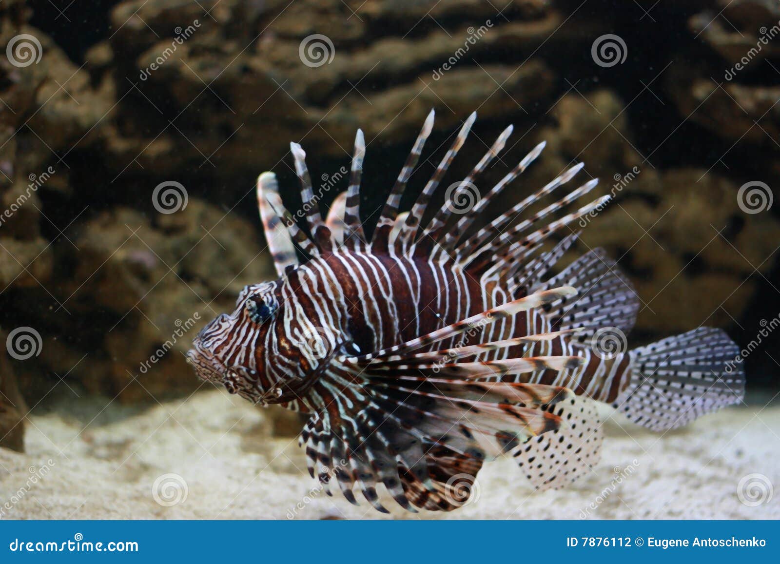 Striped Fish Swimming. The Rajiformes Or Rayiformes Are An Order Of ...