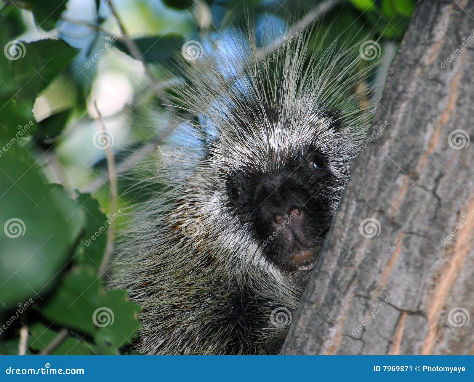 Porcupine On Tree Royalty-Free Stock Photography | CartoonDealer.com ...
