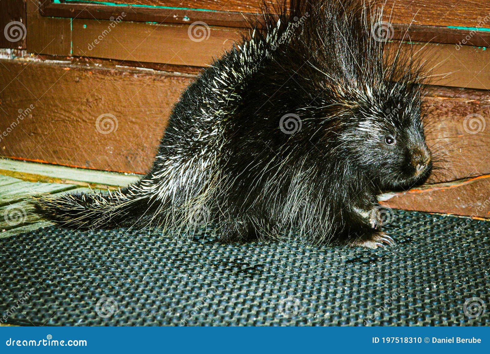 Small Porcupine Under the Porch Stock Photo - Image of bristle, rodent ...