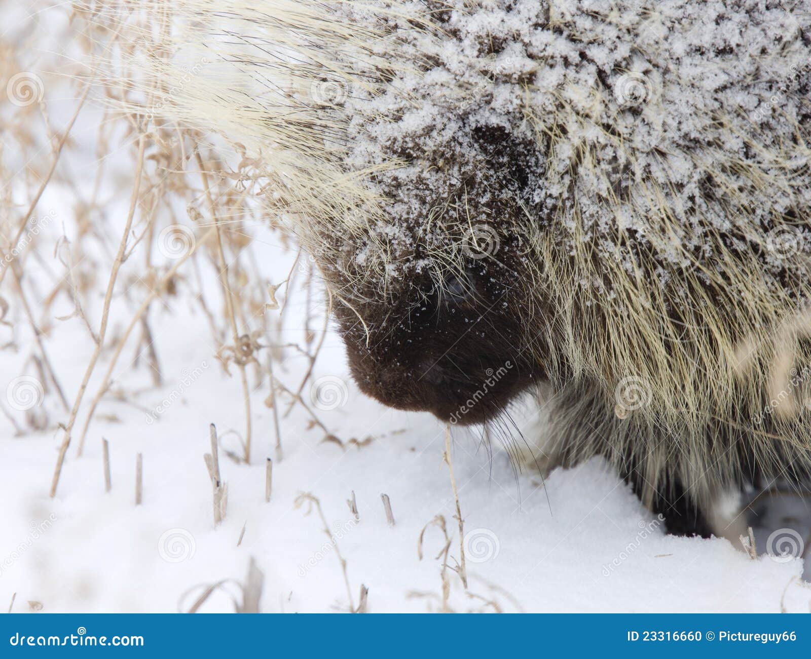 Porcupine in Winter stock photo. Image of mammal, quill - 23316660
