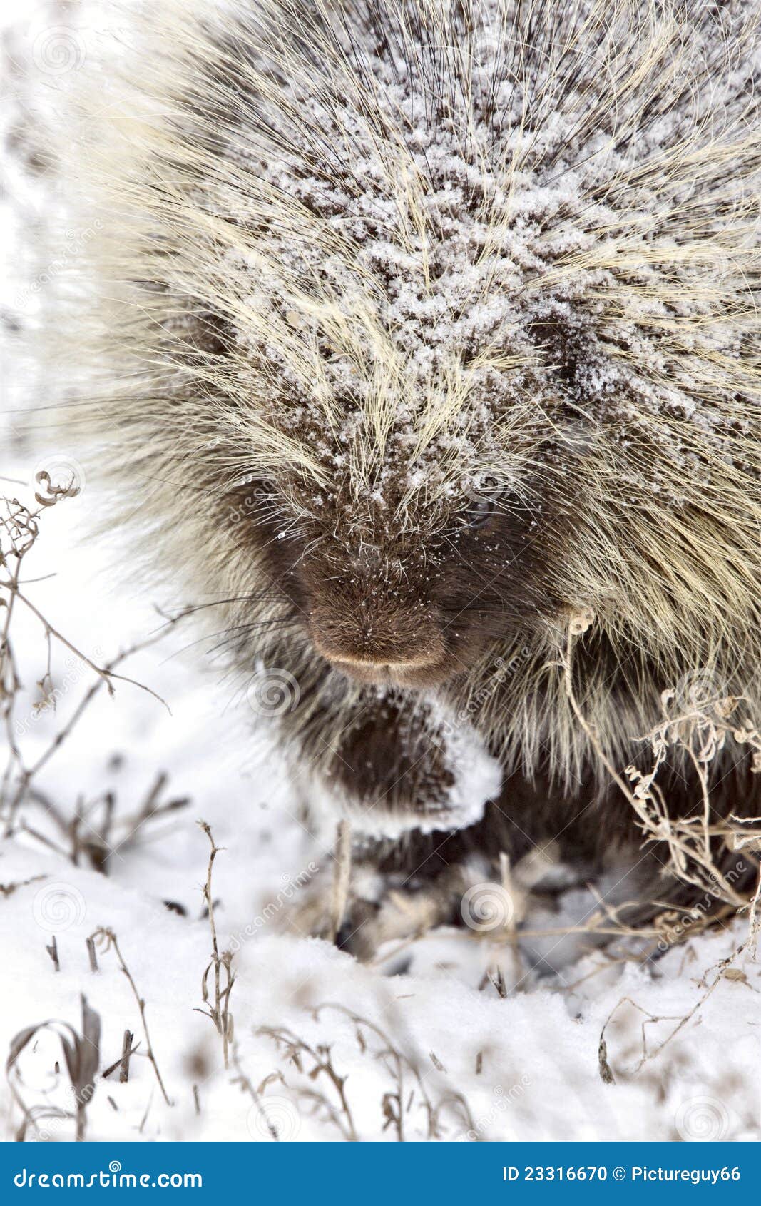 Porcupine in Winter stock photo. Image of prickly, wildlife - 23316670