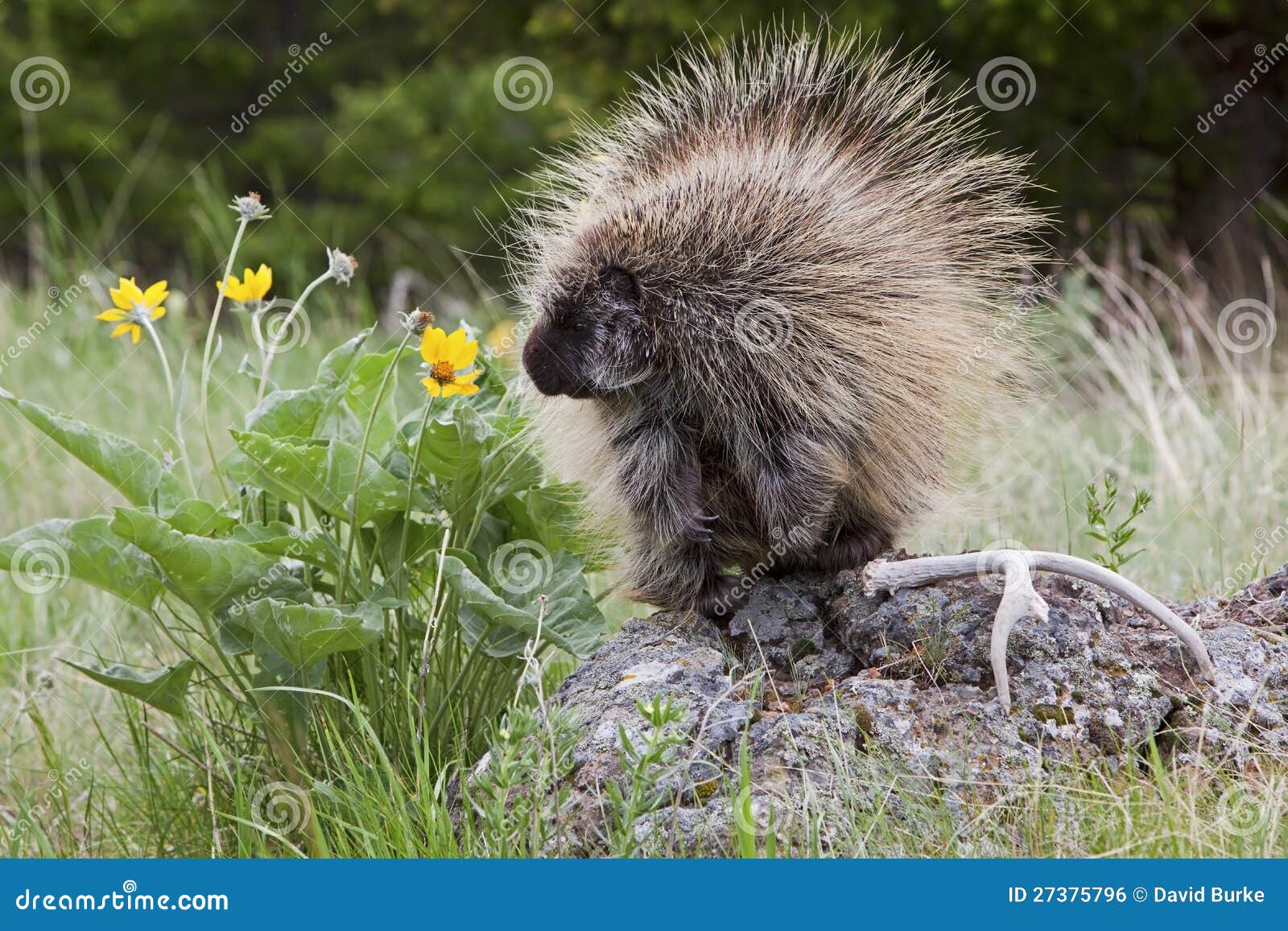 Wildlife American Porcupine Quills Defense Stock Photo - Image of spiny ...