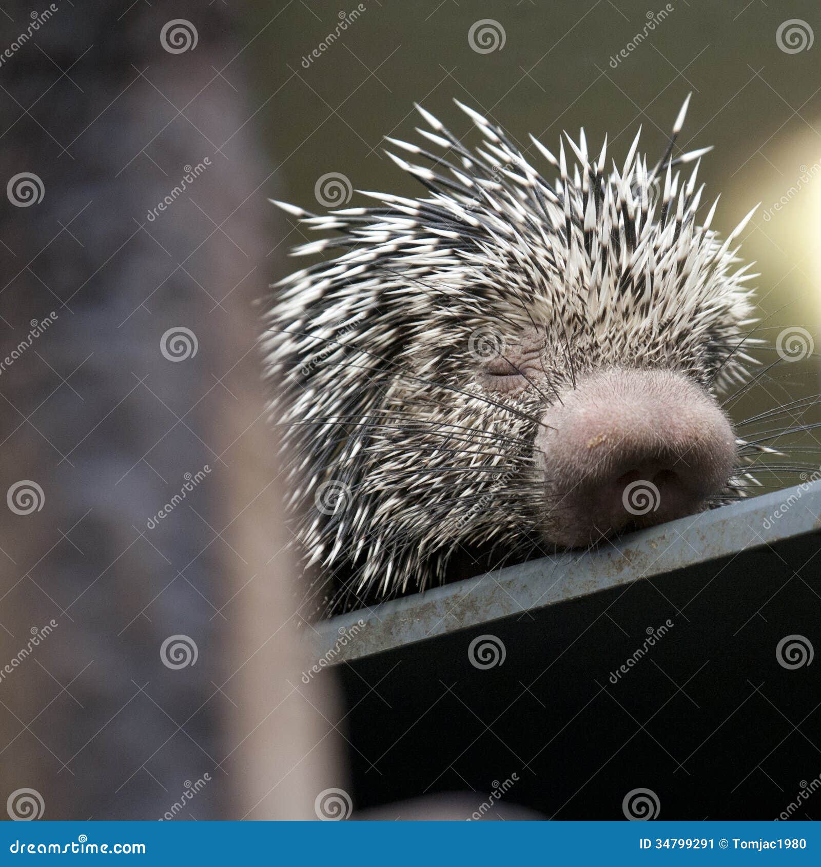 Porcupine stock image. Image of young, hedgehog, animal - 34799291