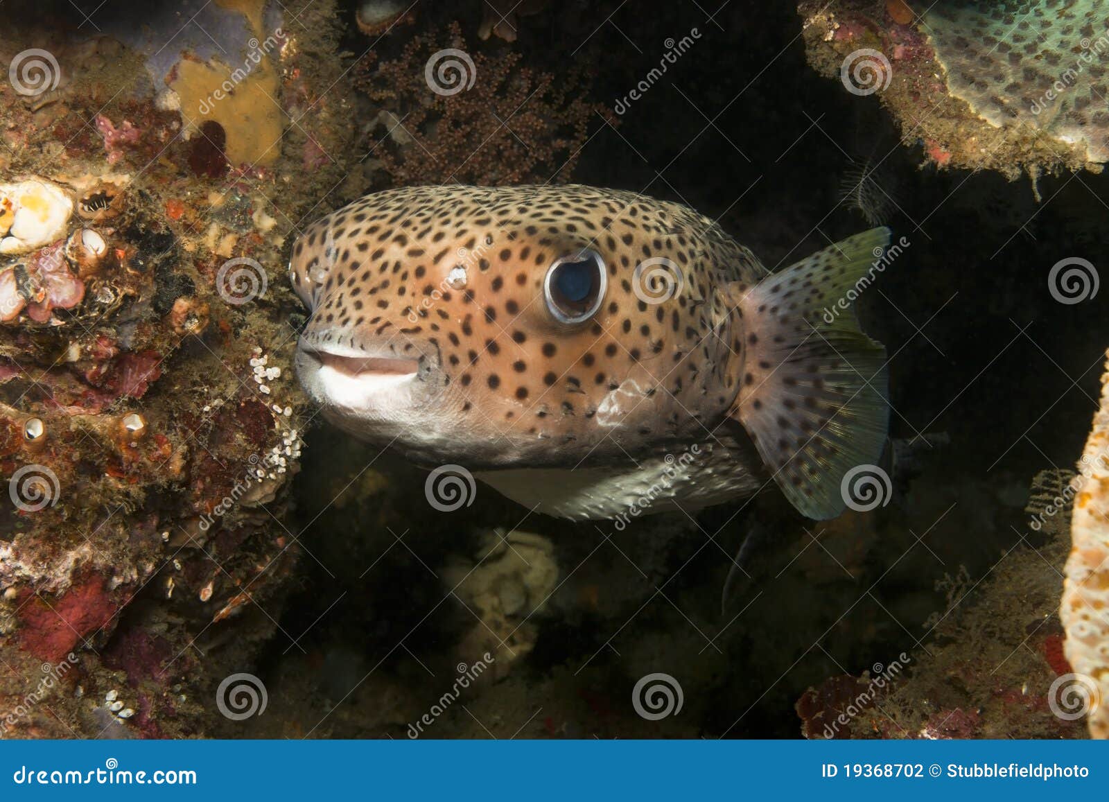 Porcupinefish (Diodon Hystrix) Stock Photo - Image of sulawesi, nature ...
