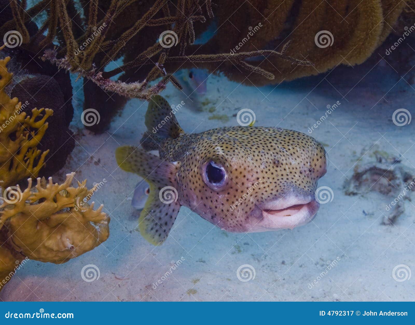 Porcupinefish (Diodon Hystrix) Stock Image - Image of bonaire, diving ...