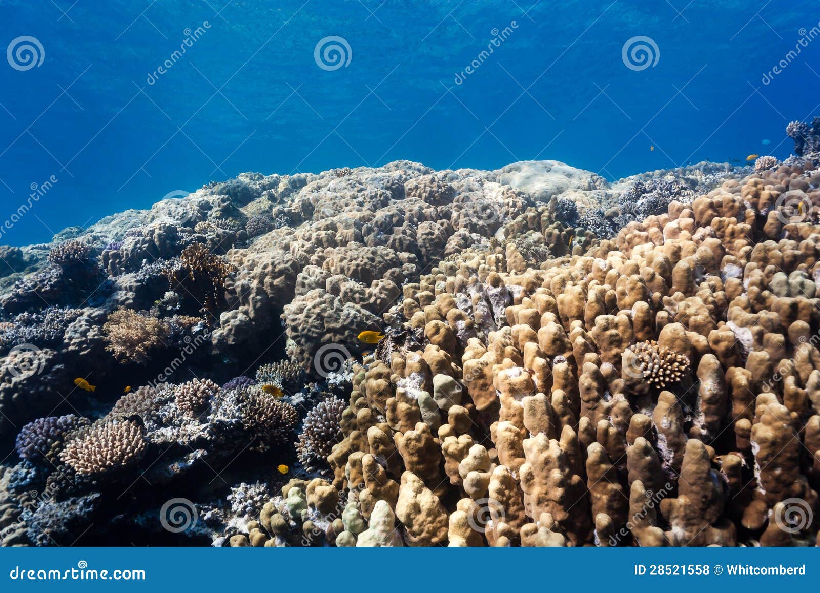 Porite Corals on a Tropical Reef Stock Photo - Image of background ...
