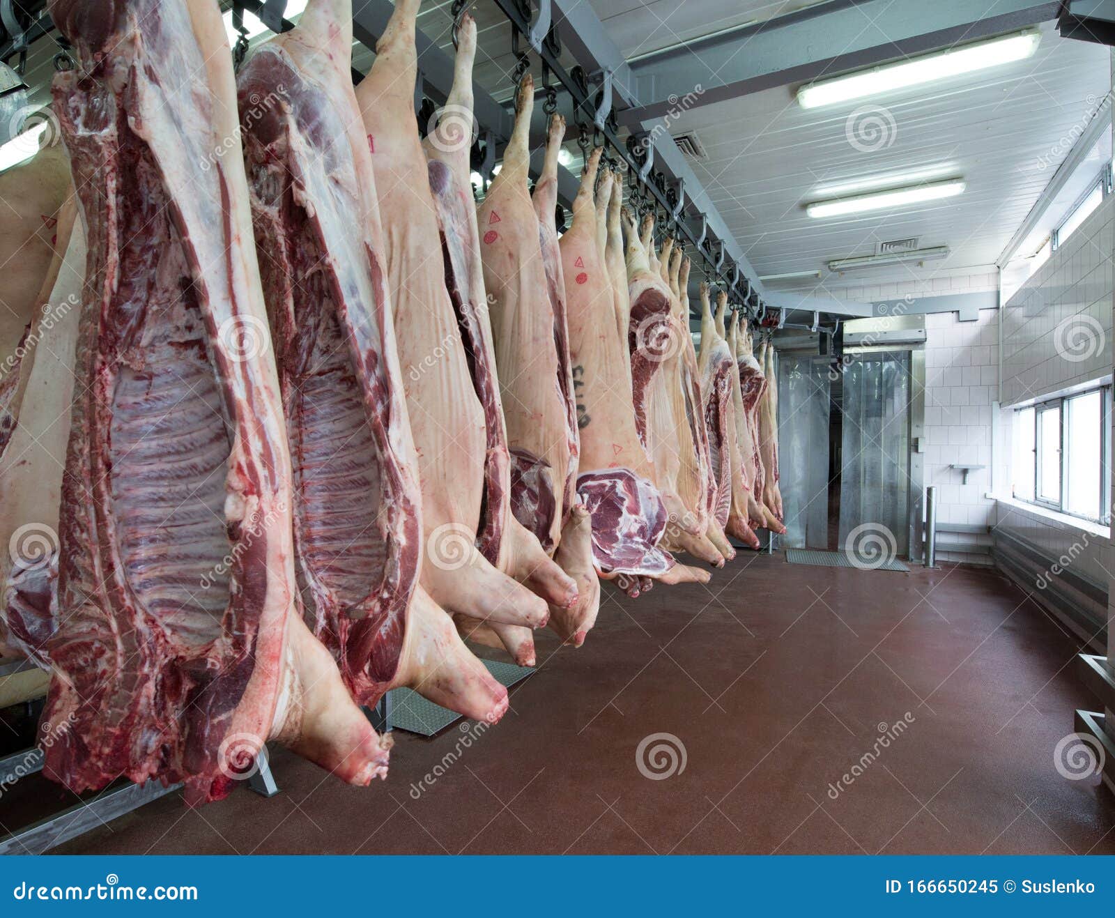 Pork Carcasses Hang in a Meat Processing Plant Stock Image - Image of ...