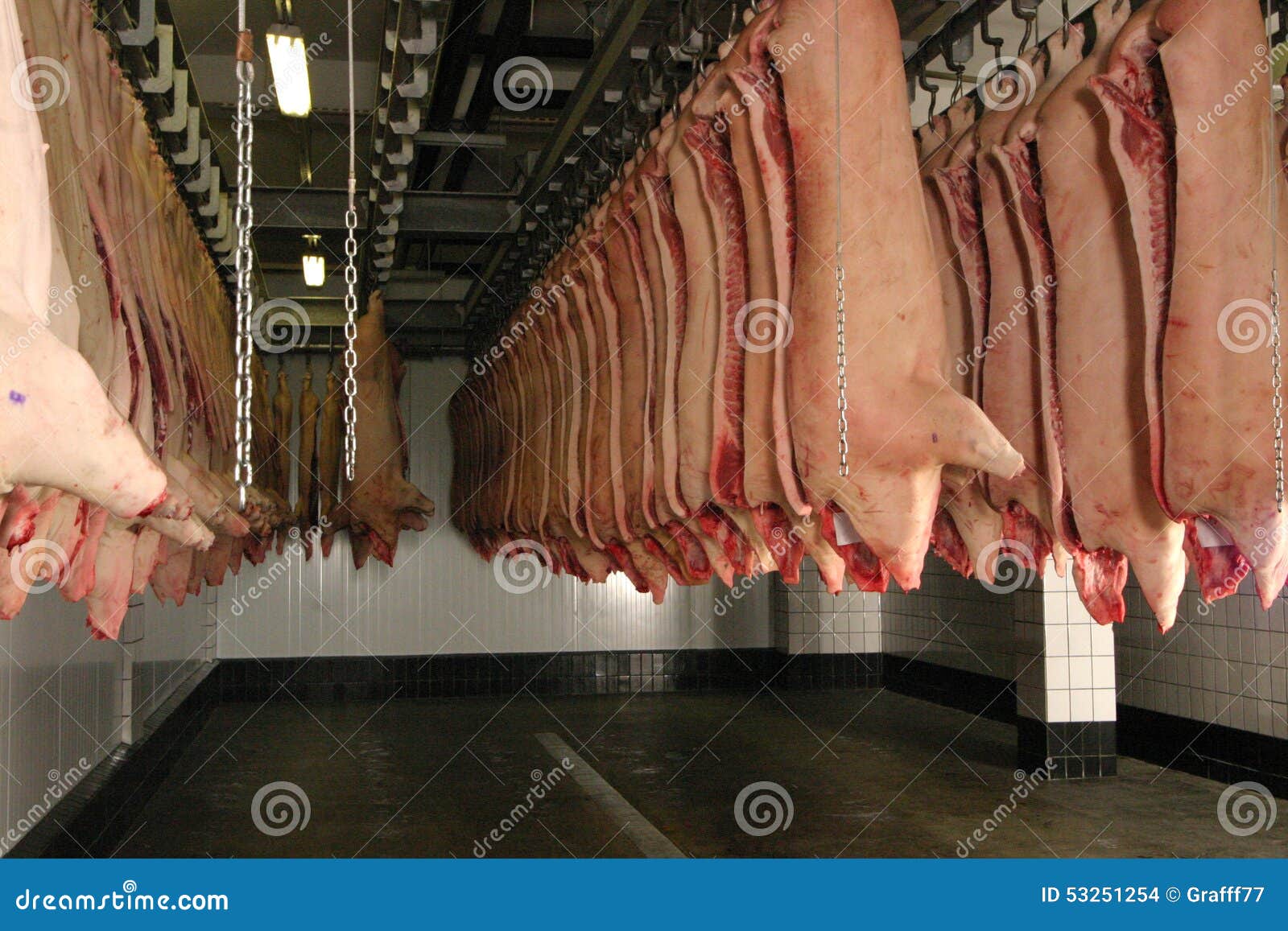 Pork carcasses stock photo. Image of food, production - 53251254