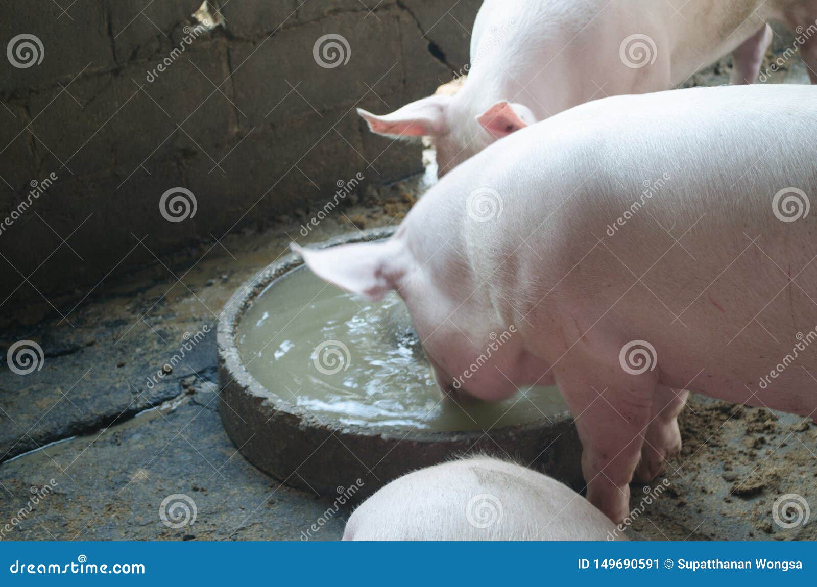 Pork in the Inner Enclosure is Eating Water. Stock Image - Image of ...
