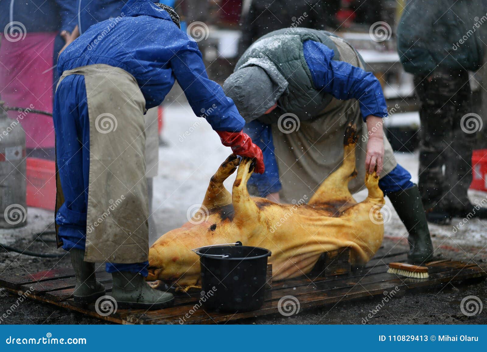 Pork Killed in Traditional Way Stock Image - Image of traditional ...