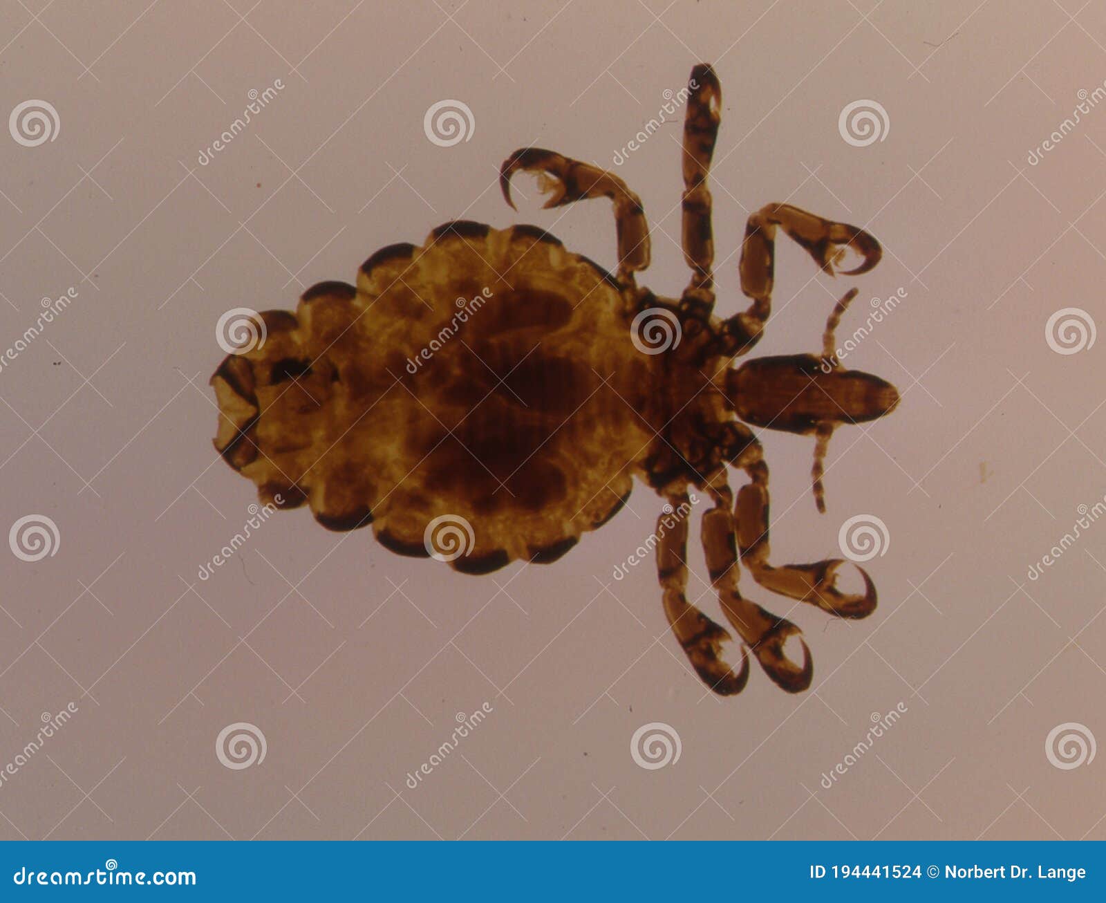 Pork louse as a parasite stock photo. Image of creepycrawlies - 194441524