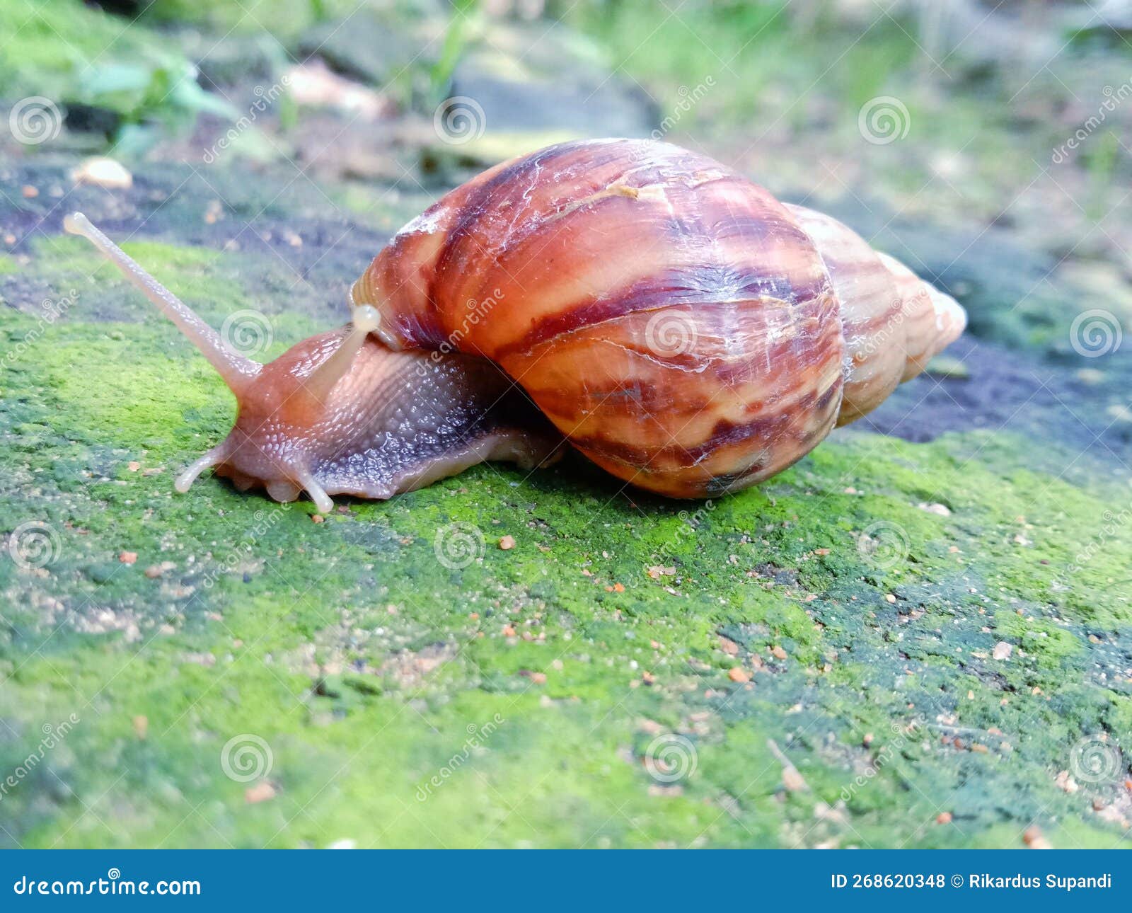 Pork Snail, One of the Unique Animals in Kalimantan with a Patterned ...
