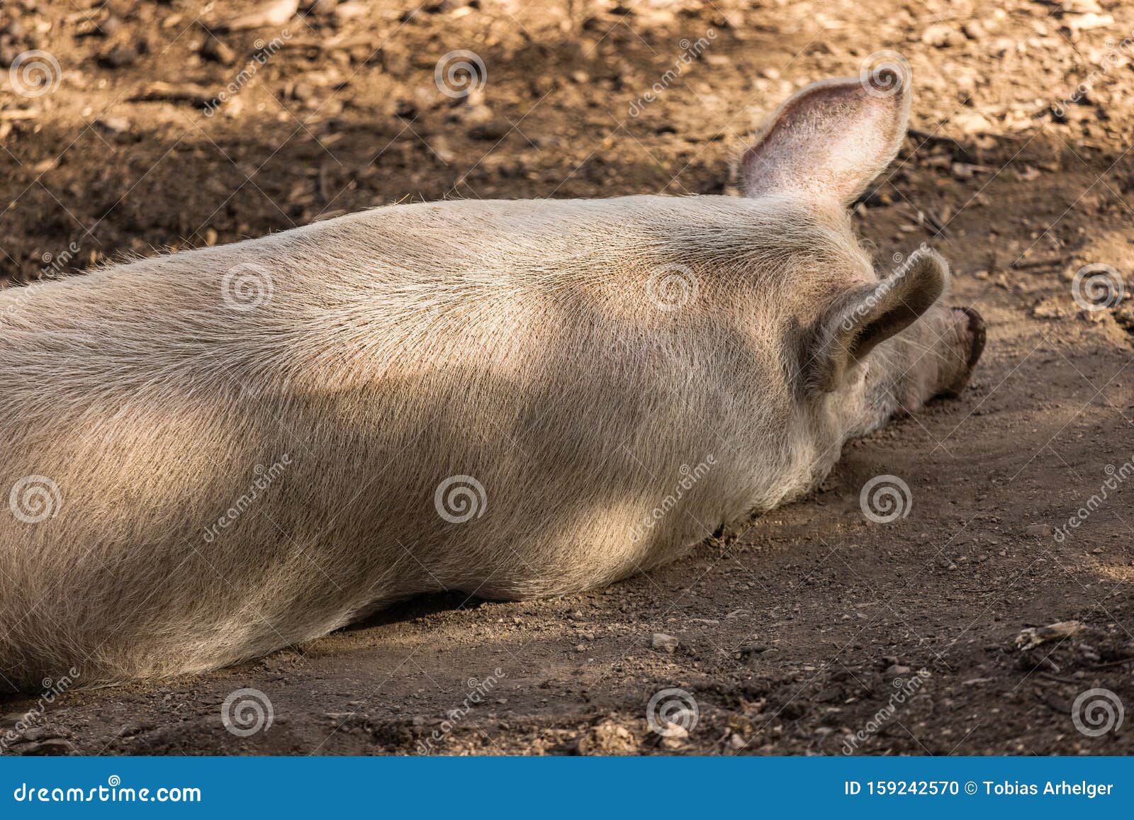 Porker Durmiendo En El Barro Foto de archivo - Imagen de fango, cerdo ...