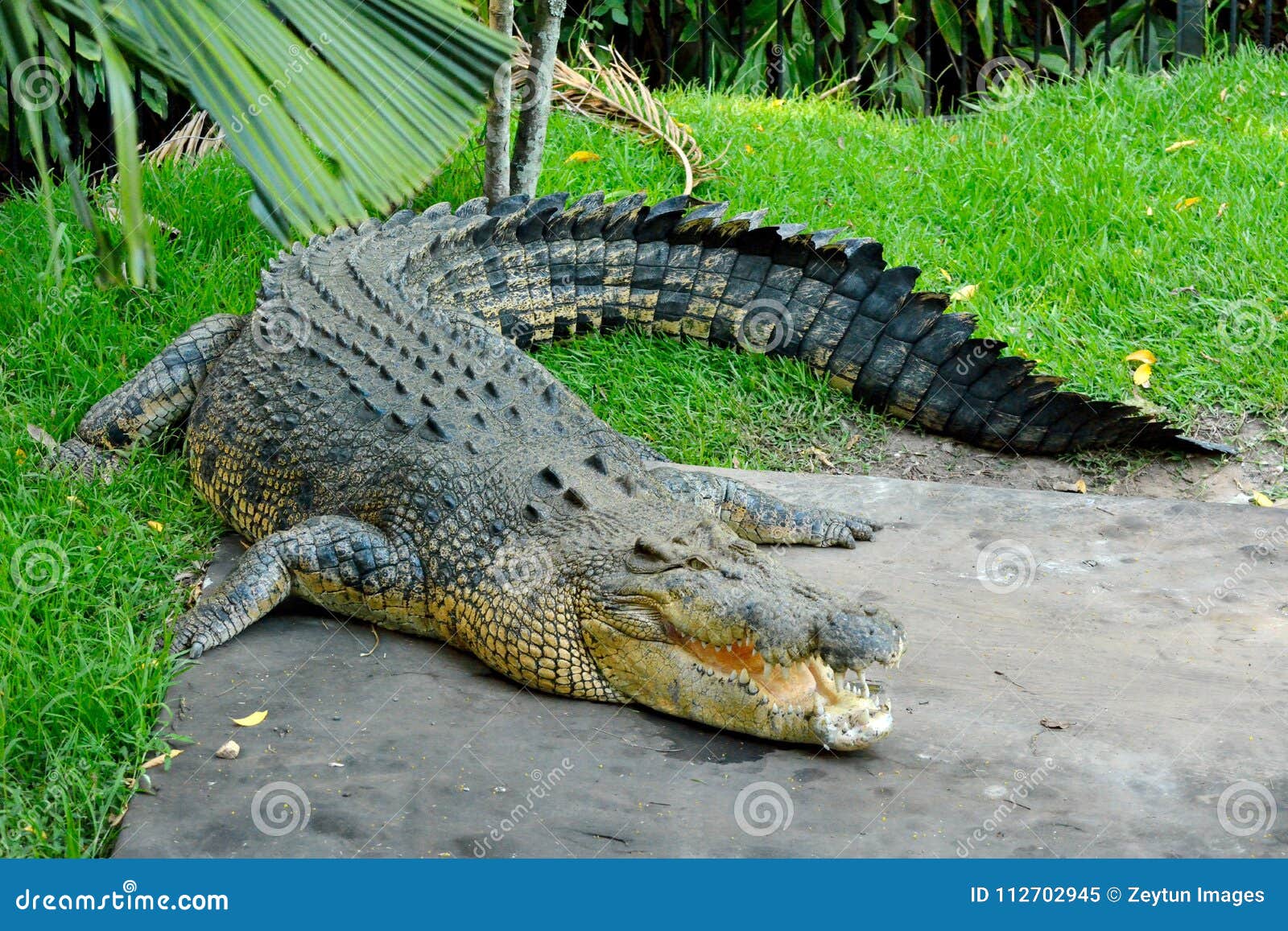 Porosus De Crocodylus De Crocodile D'eau De Mer Image stock - Image du ...