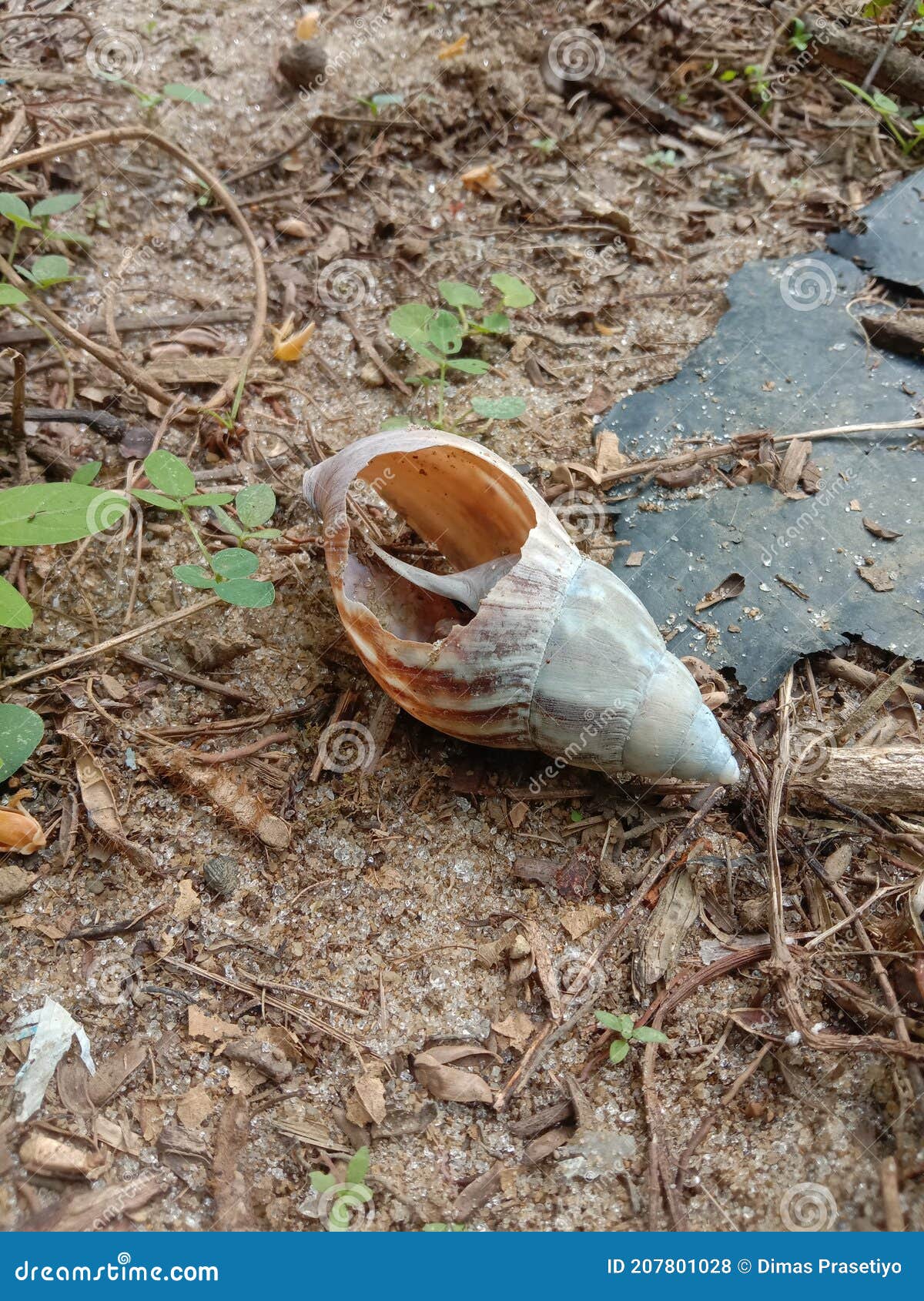 The porous snail shell stock photo. Image of brown, summer - 207801028