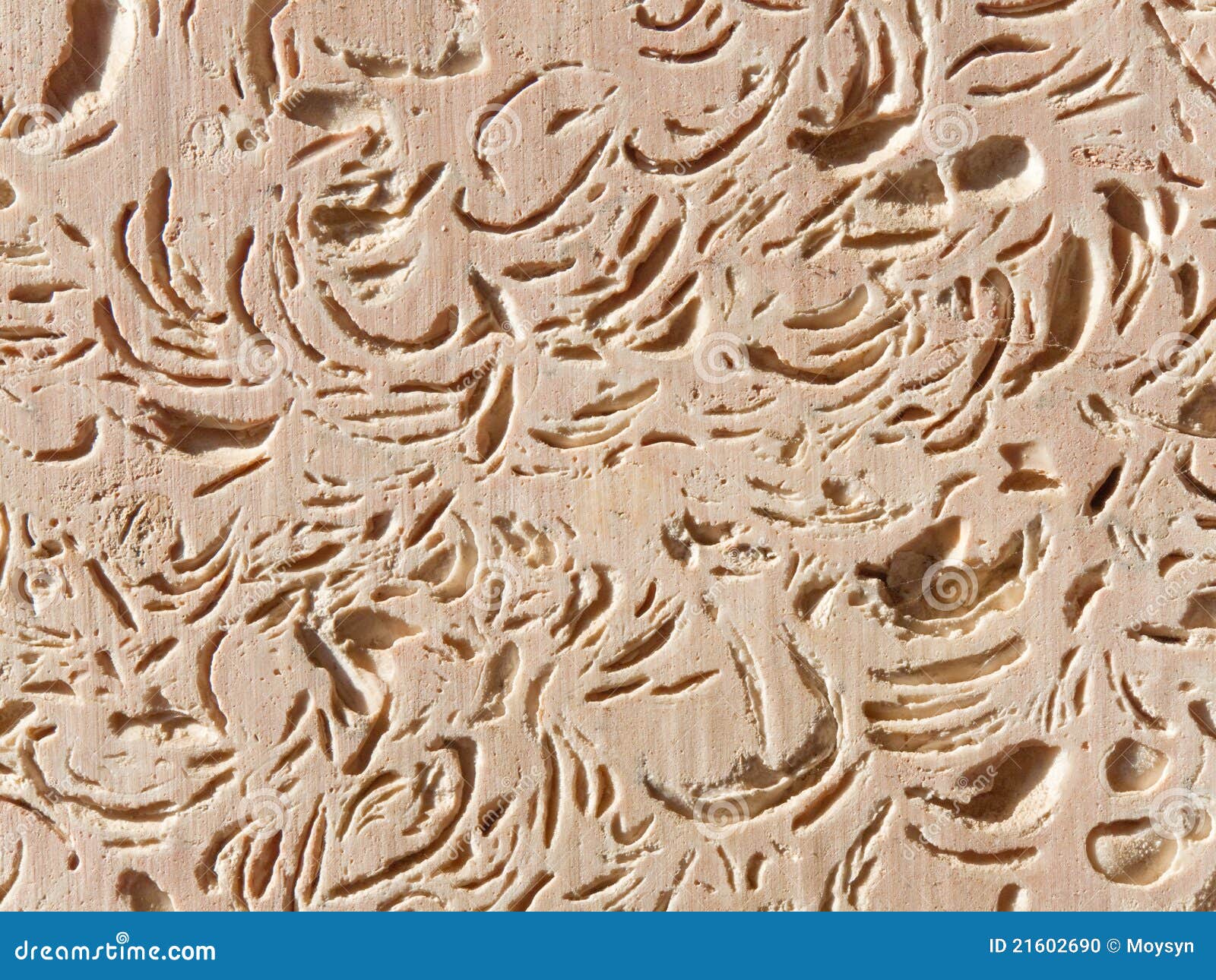 Porous texture stock photo. Image of pore, porous, texture - 21602690